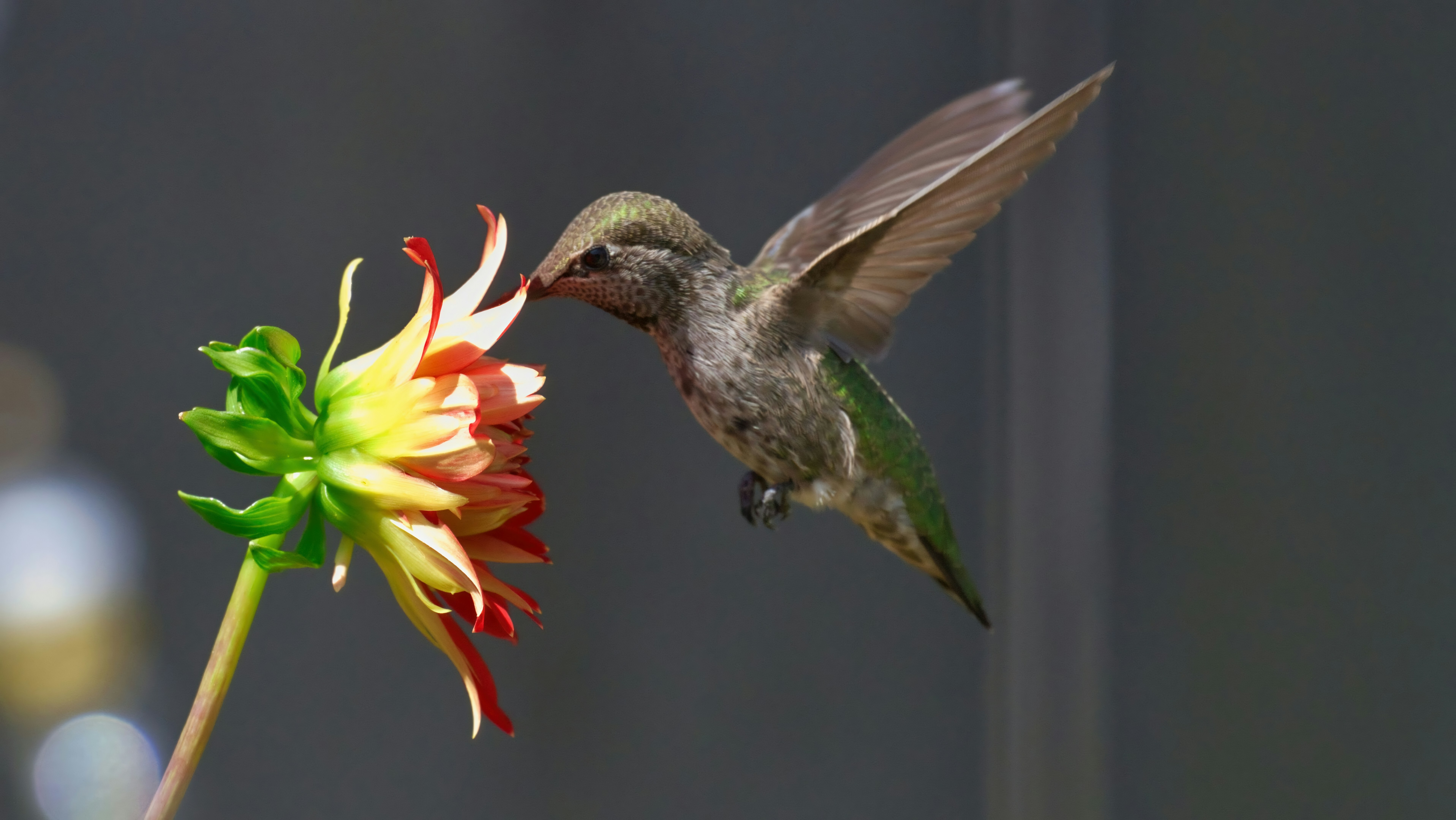 Hummingbird in Flight: a Nectar Moment