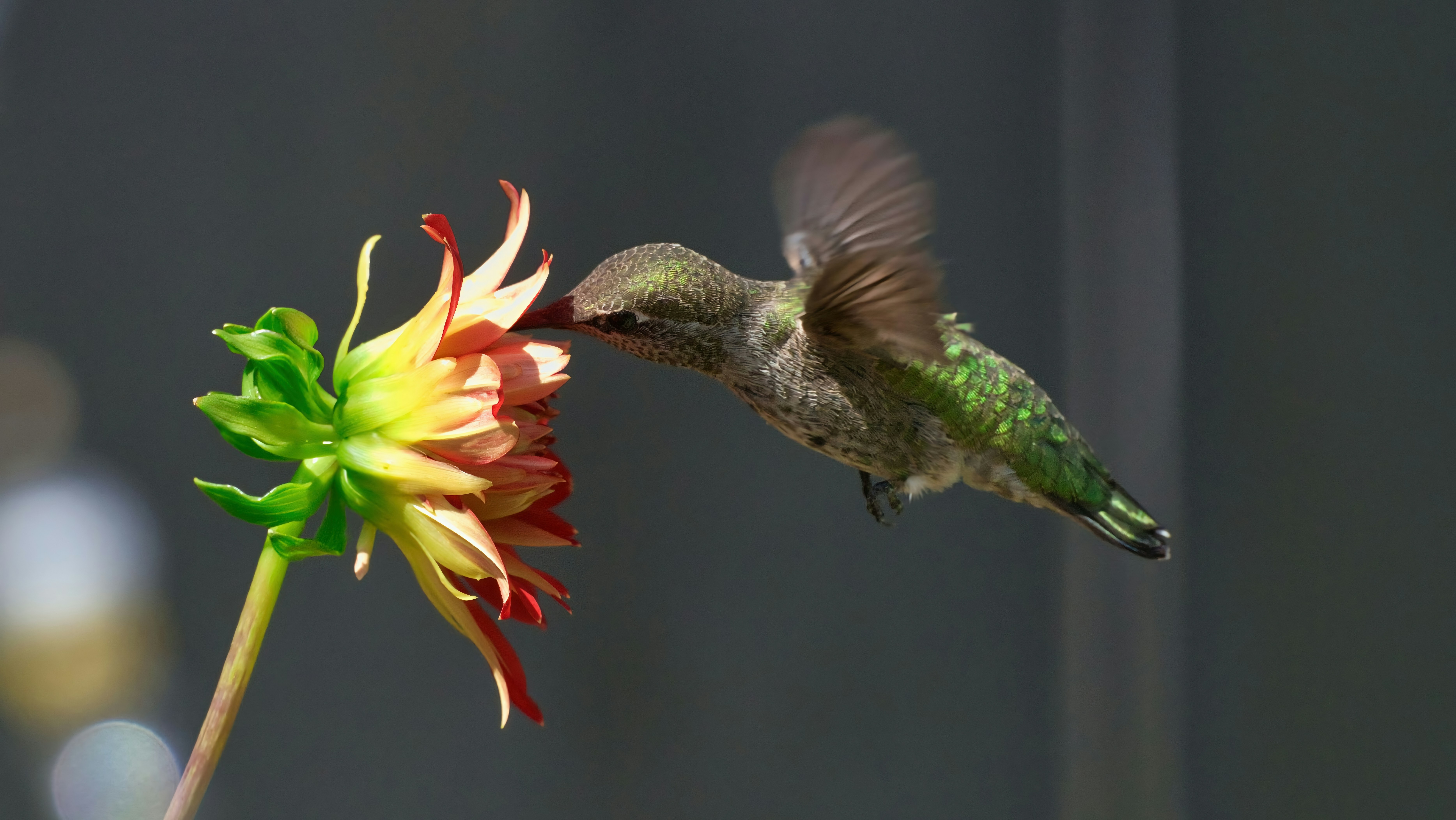 Green Hummer in Flight: Nectar Mission