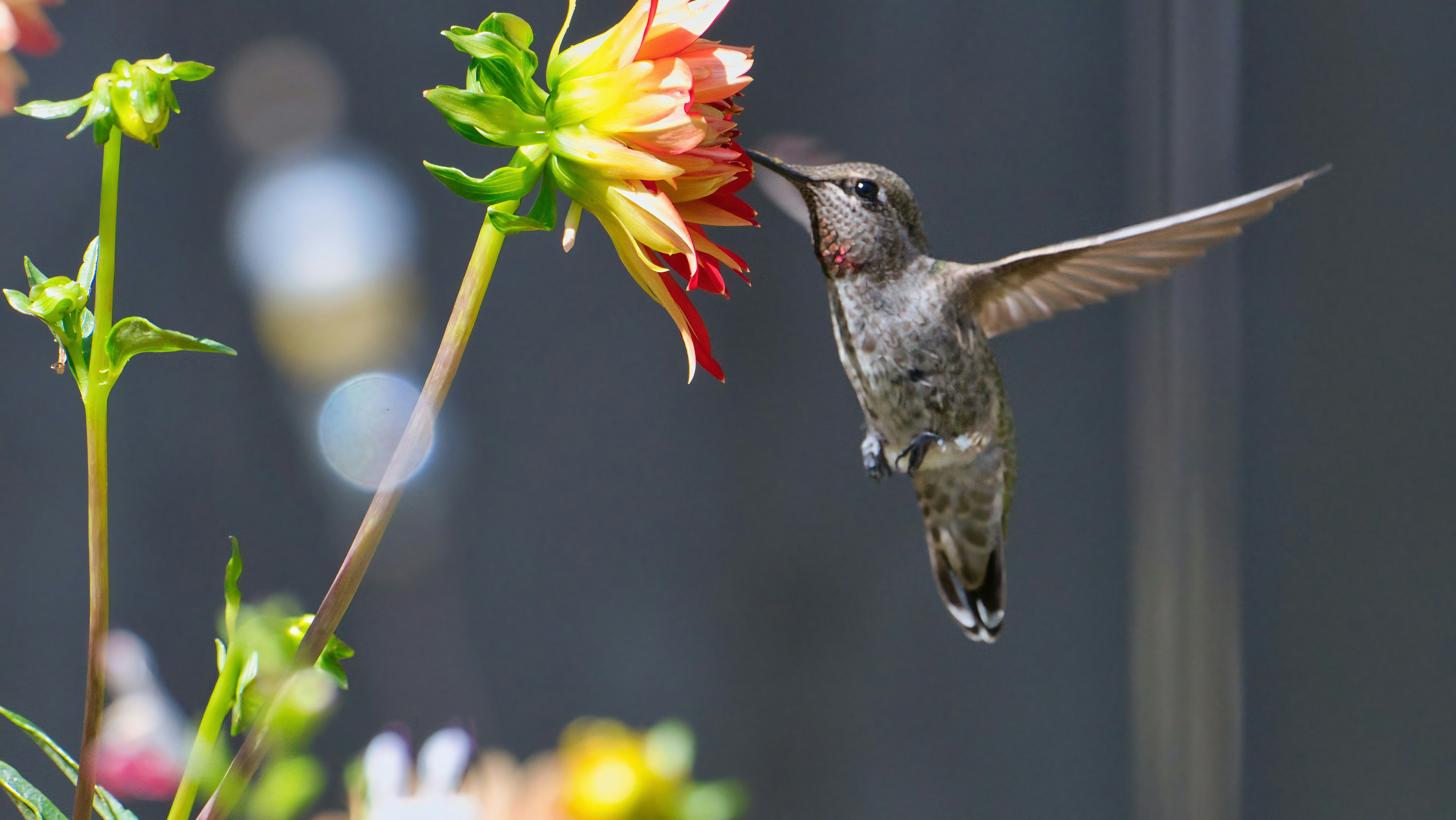 Hummingbird in mid-bloom: a moment of hover and nectar