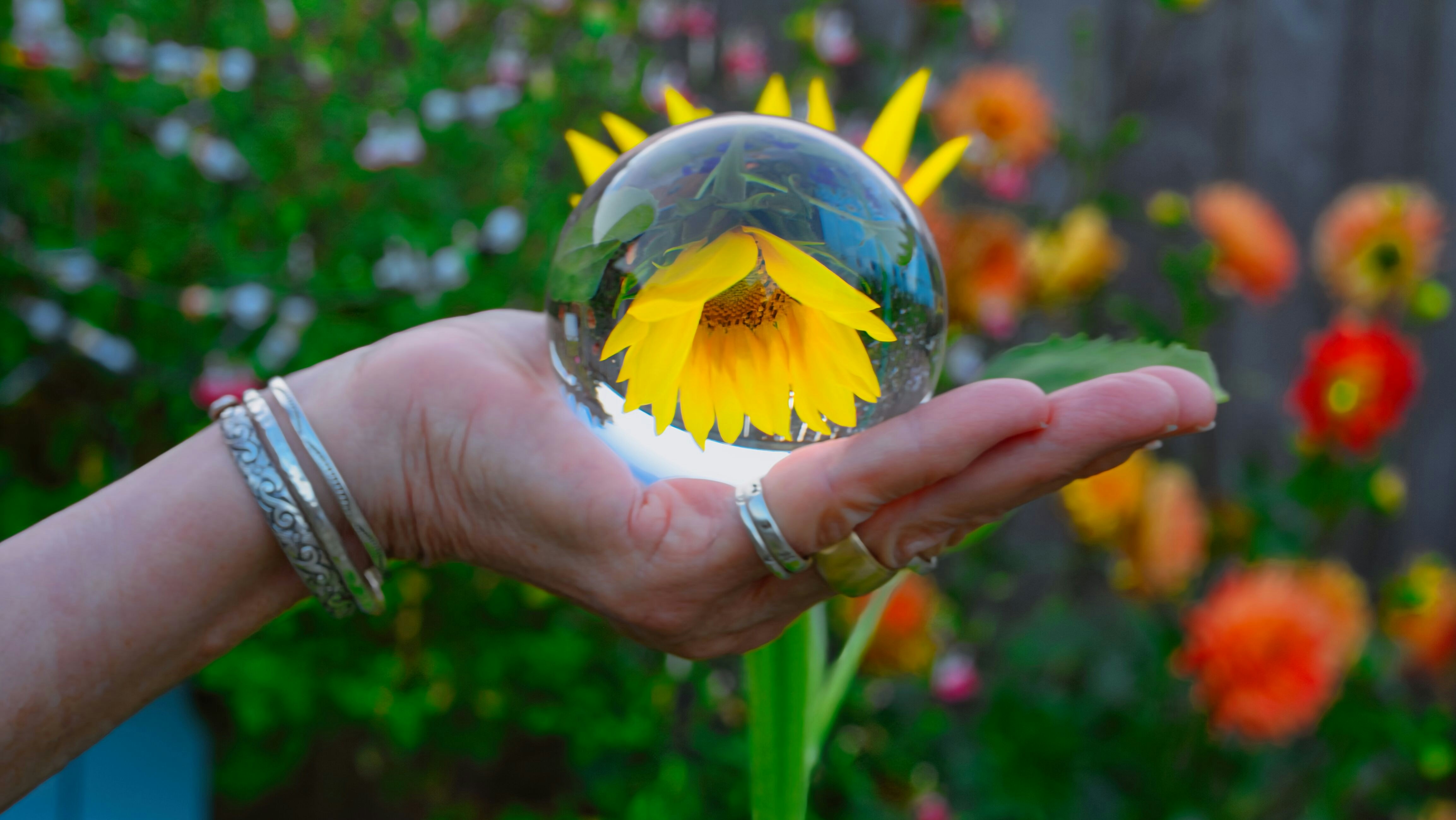 Reflected Sunflower in a Glass Lens