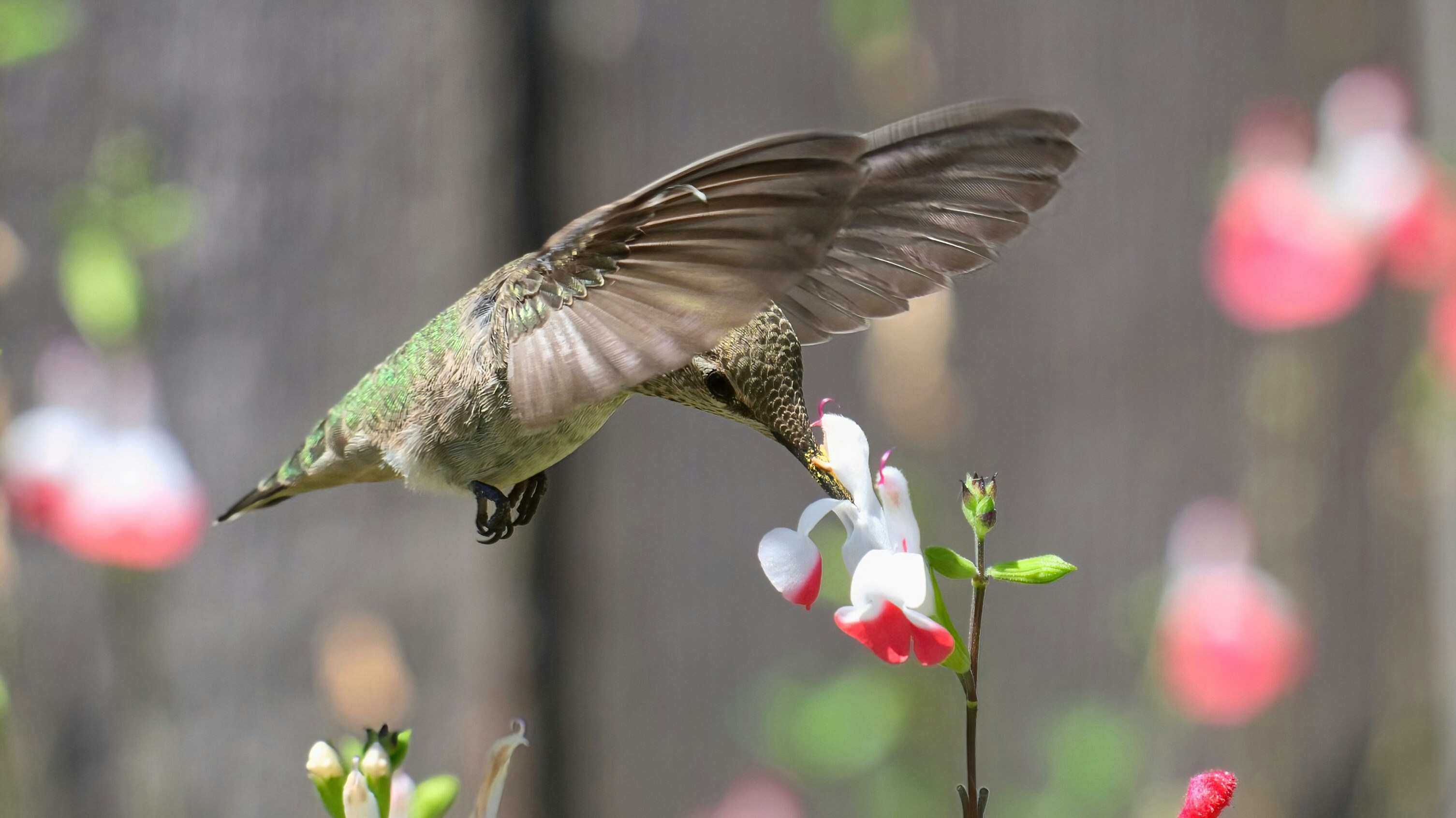 Hummingbird in Mid-Feast: Hovering to Sip Scarlet Blooms