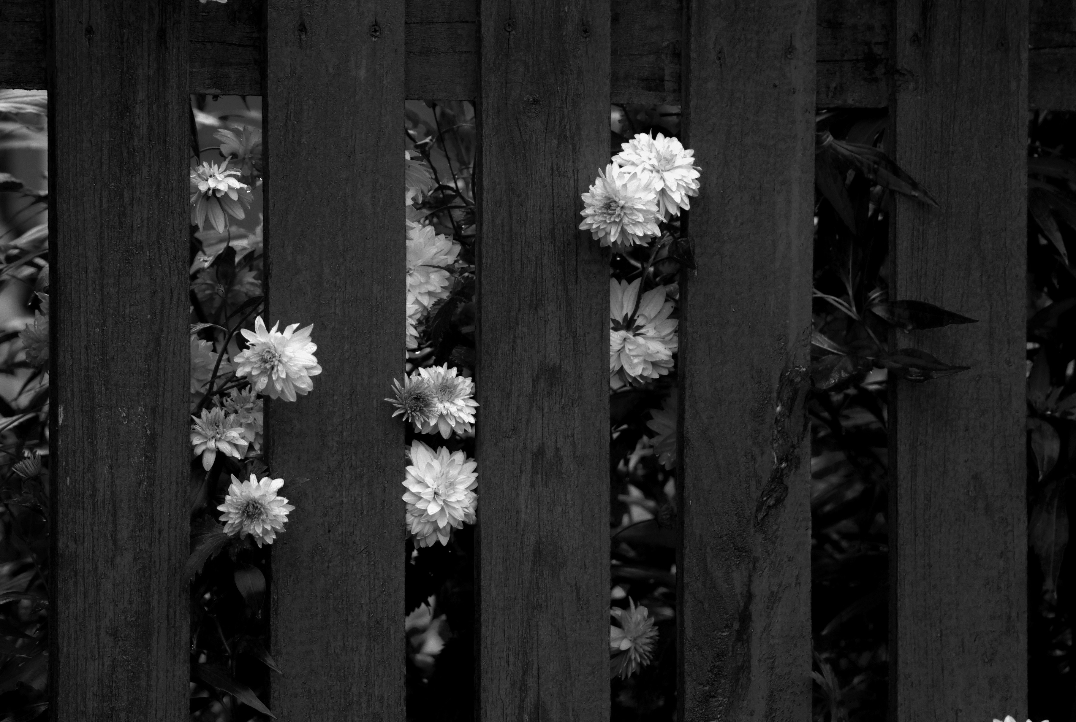 Flowers Breaking Through Narrow Slats: A Quiet Black-and-White Moment
