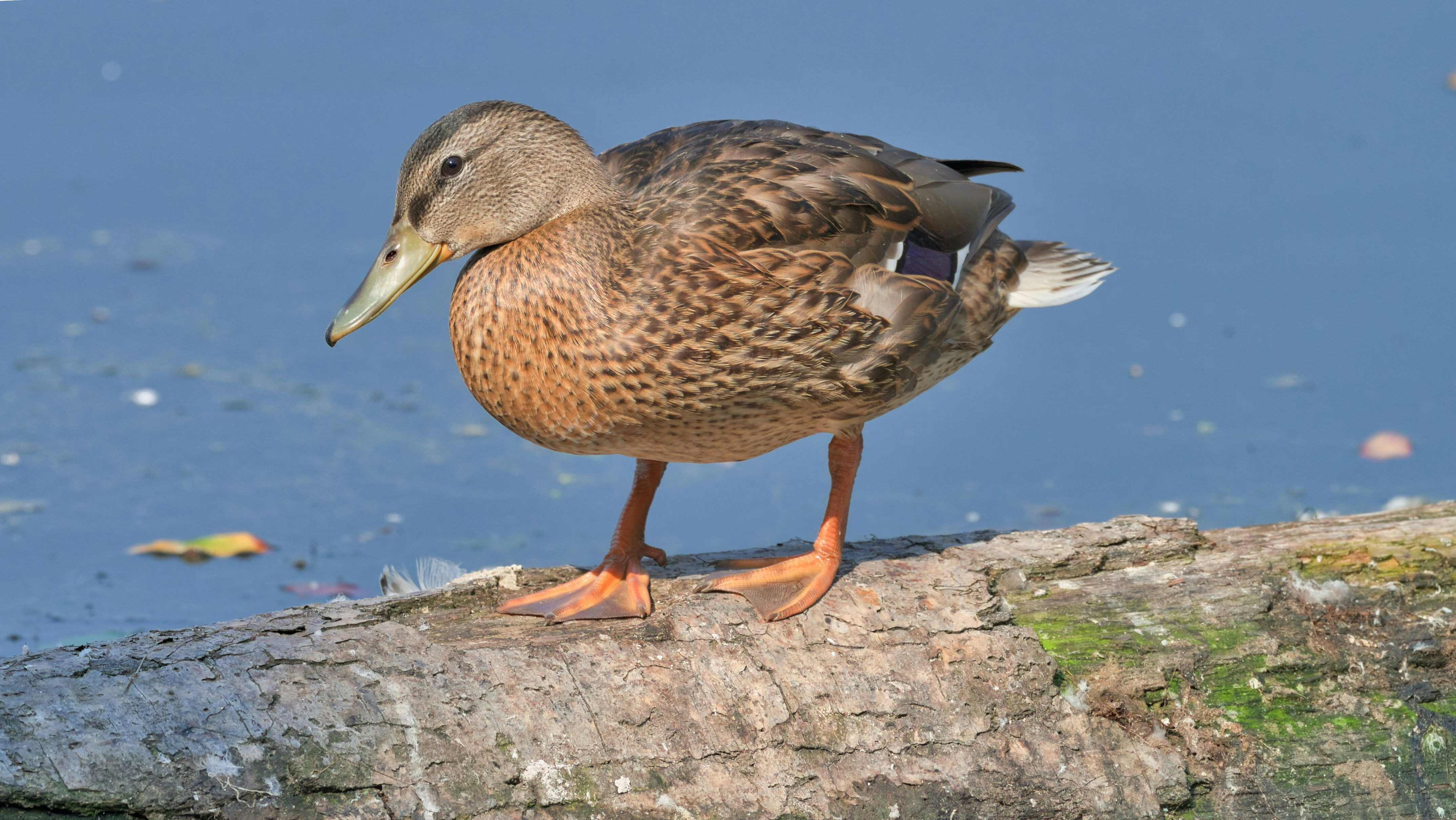 Amber-Feathered Duck on a Weathered Log by a Quiet Shore