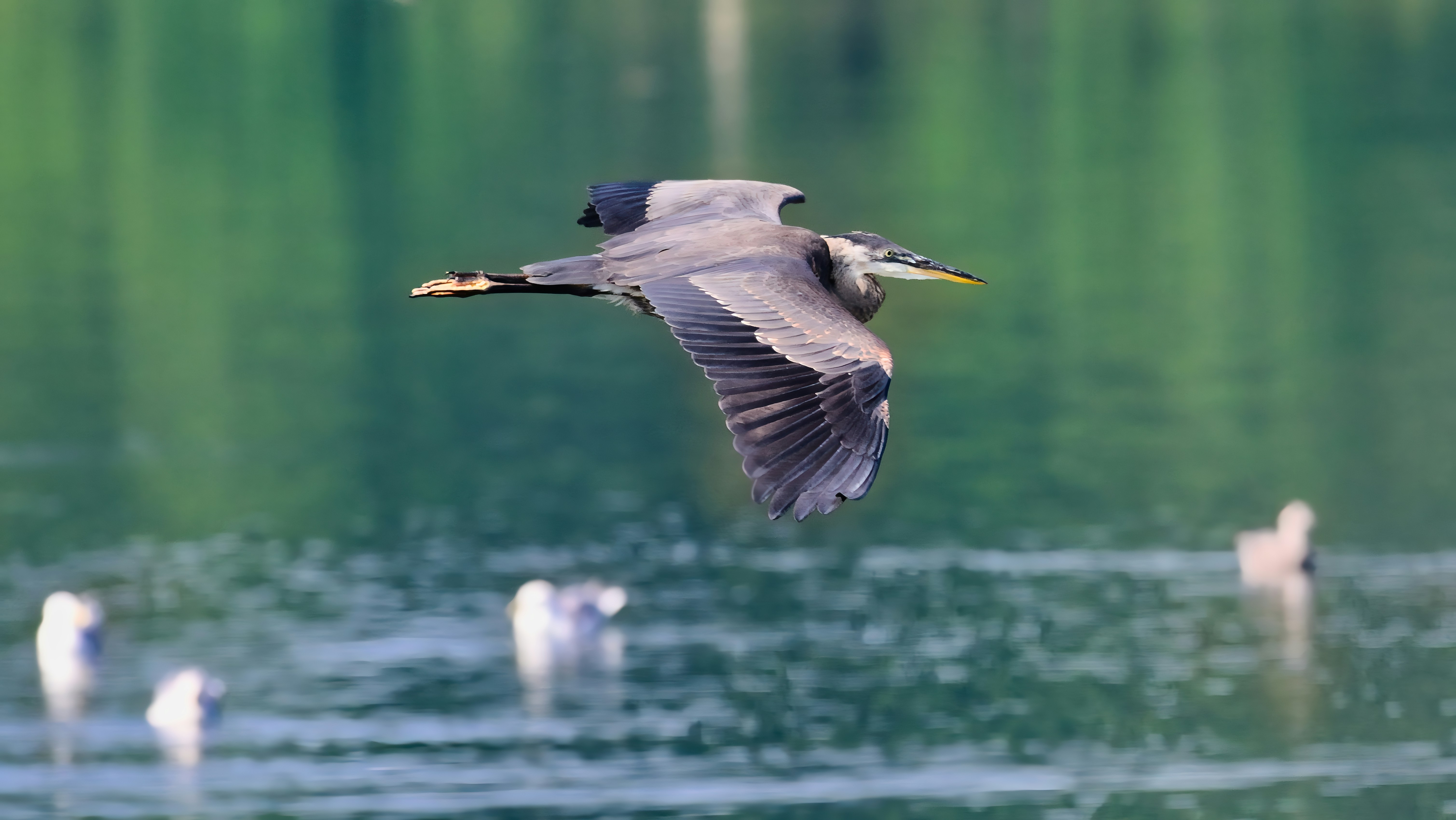 Midair Shadow over a Quiet Pond