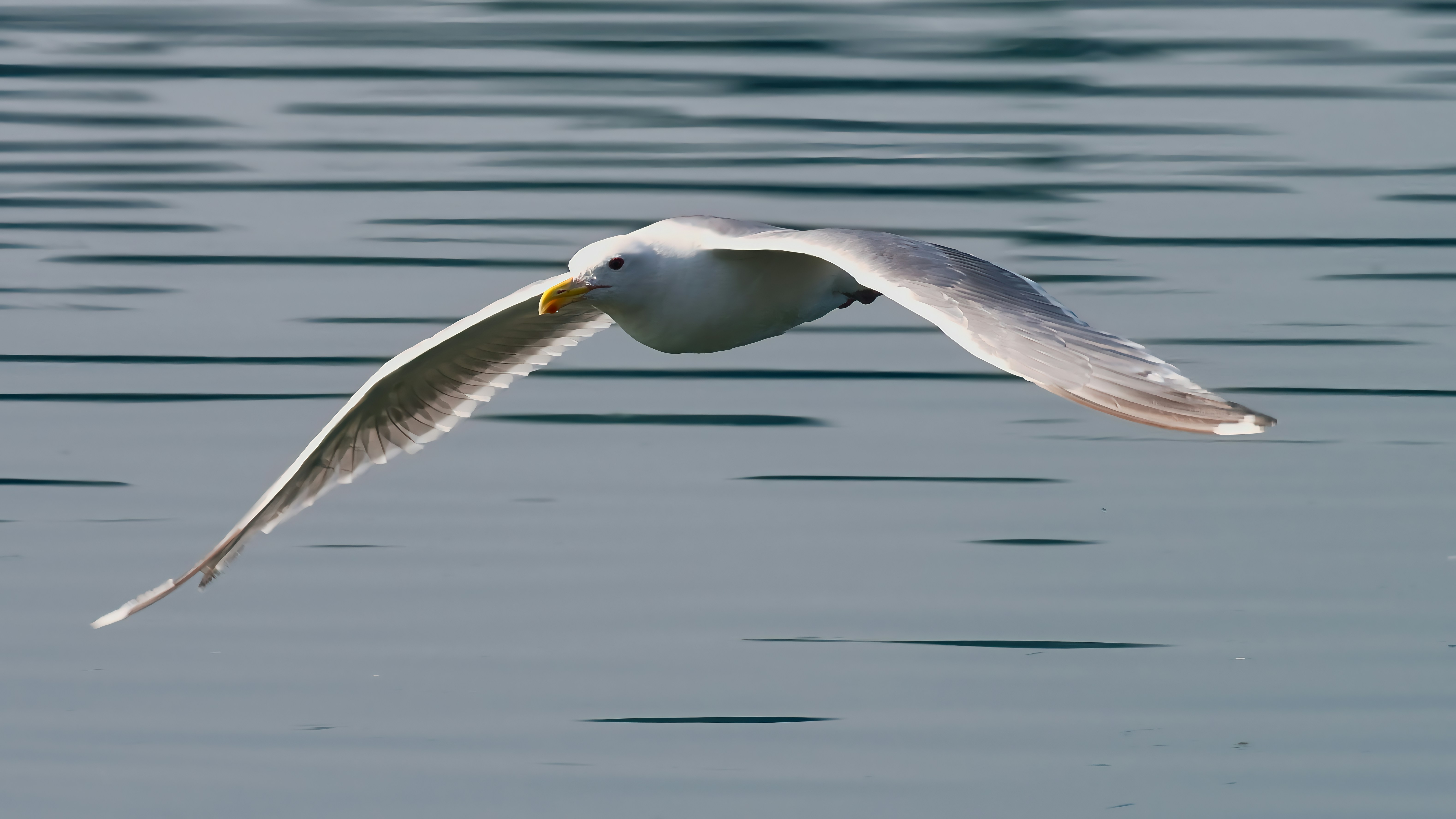 Gliding Gull over Quiet Waters