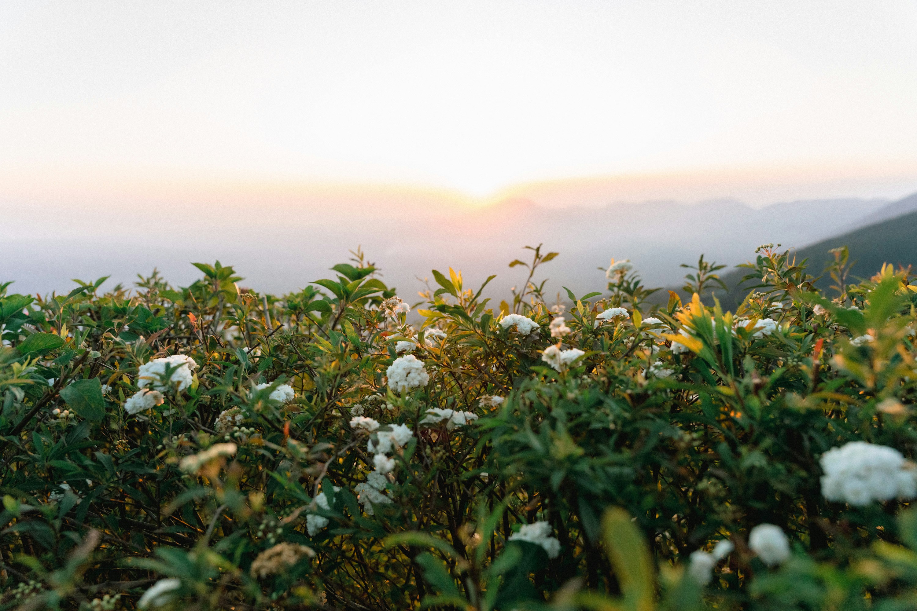 Dawn over a sea of blossoms on a hillside