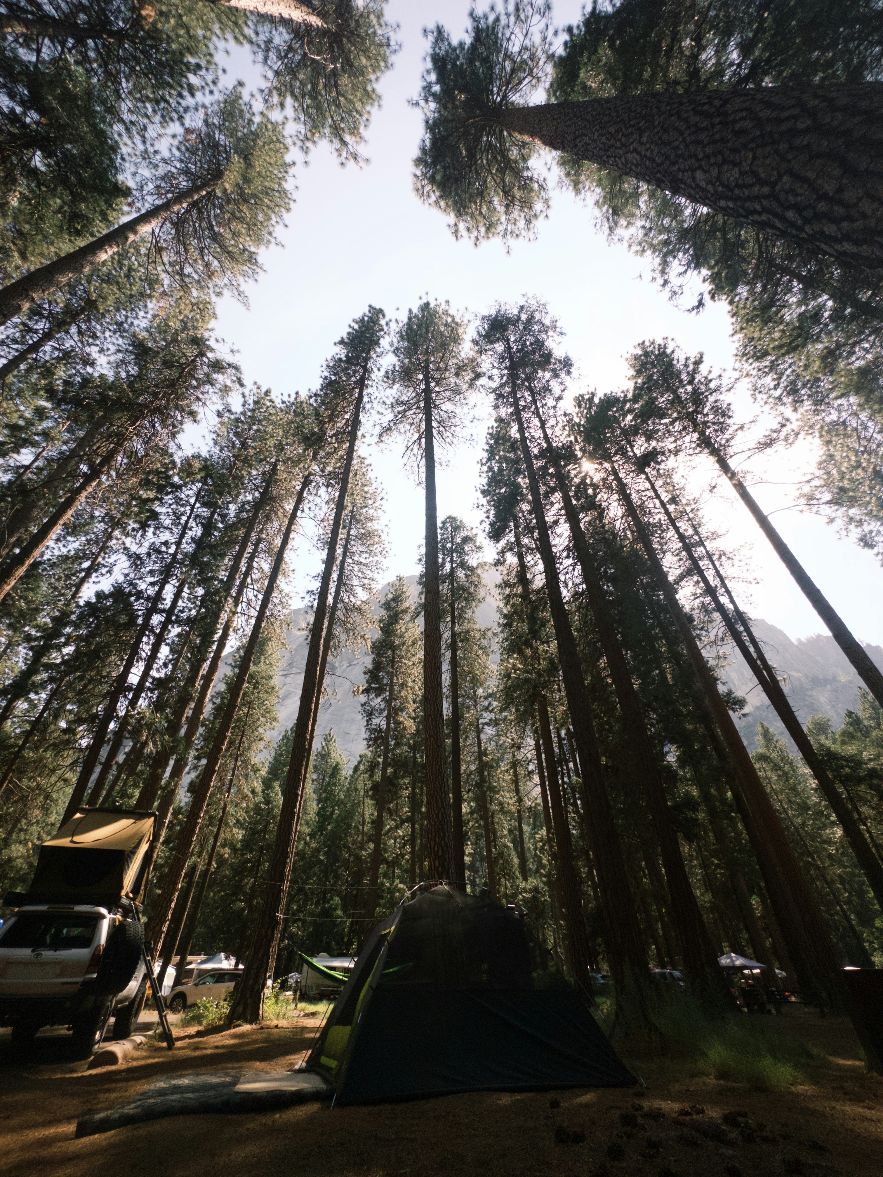 Towering Pines Over a Campground Skyward