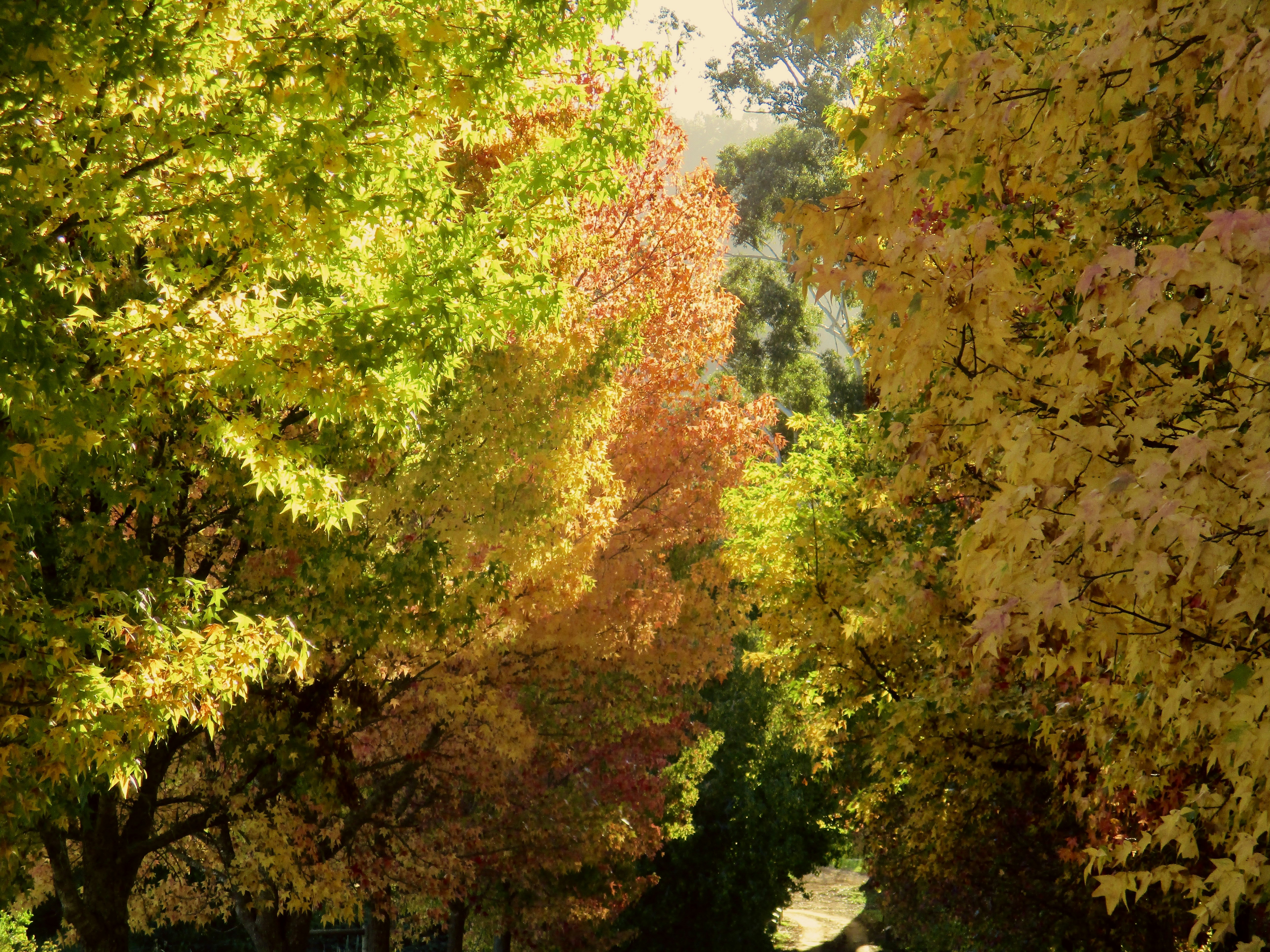 Row of vibrant autumn trees with green, gold, and orange leaves lining a sunlit path; the scene emphasizes color contrast and natural light in a park setting.