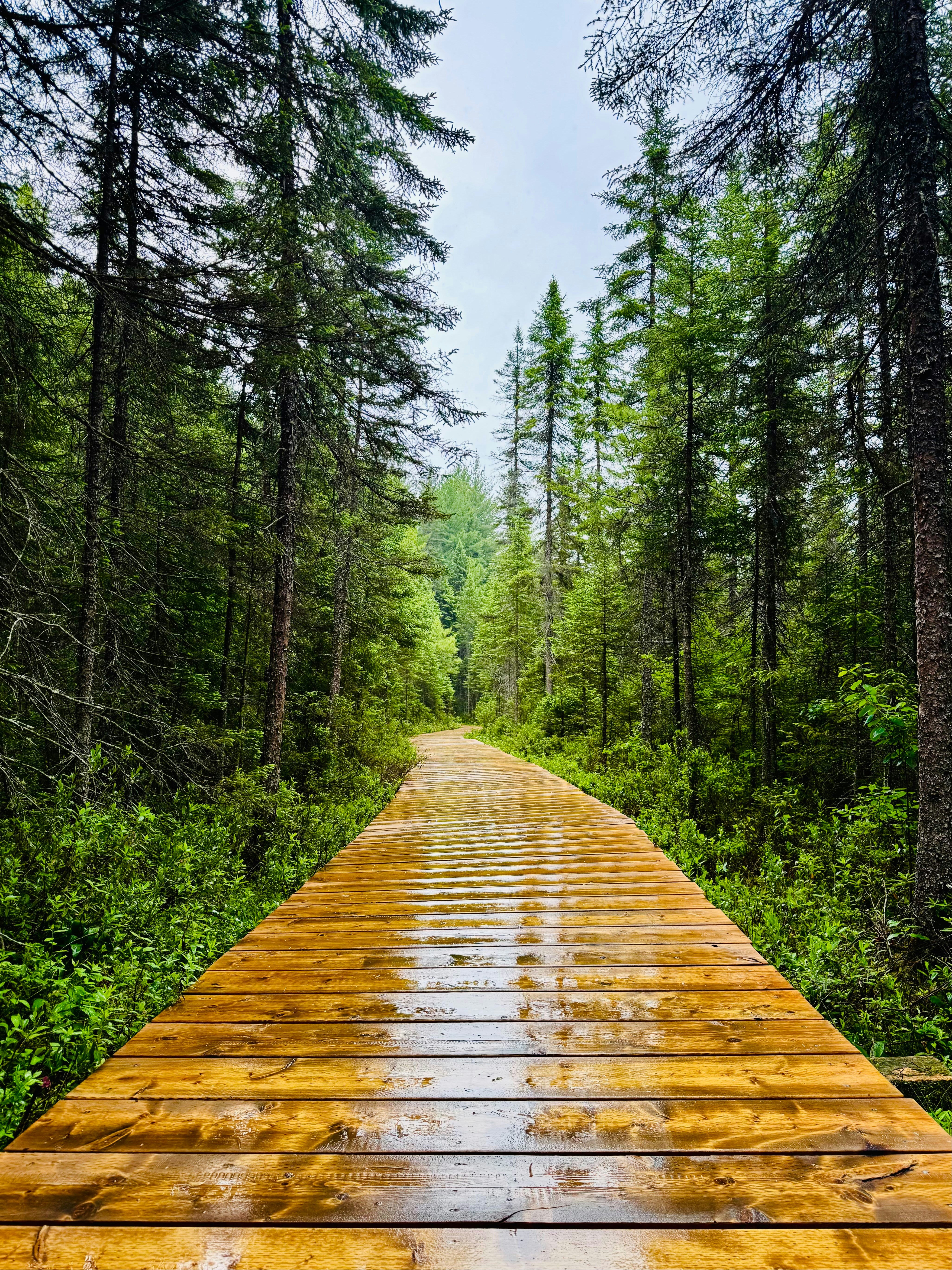 Wooden Causeway Through a Quiet Conifer Forest