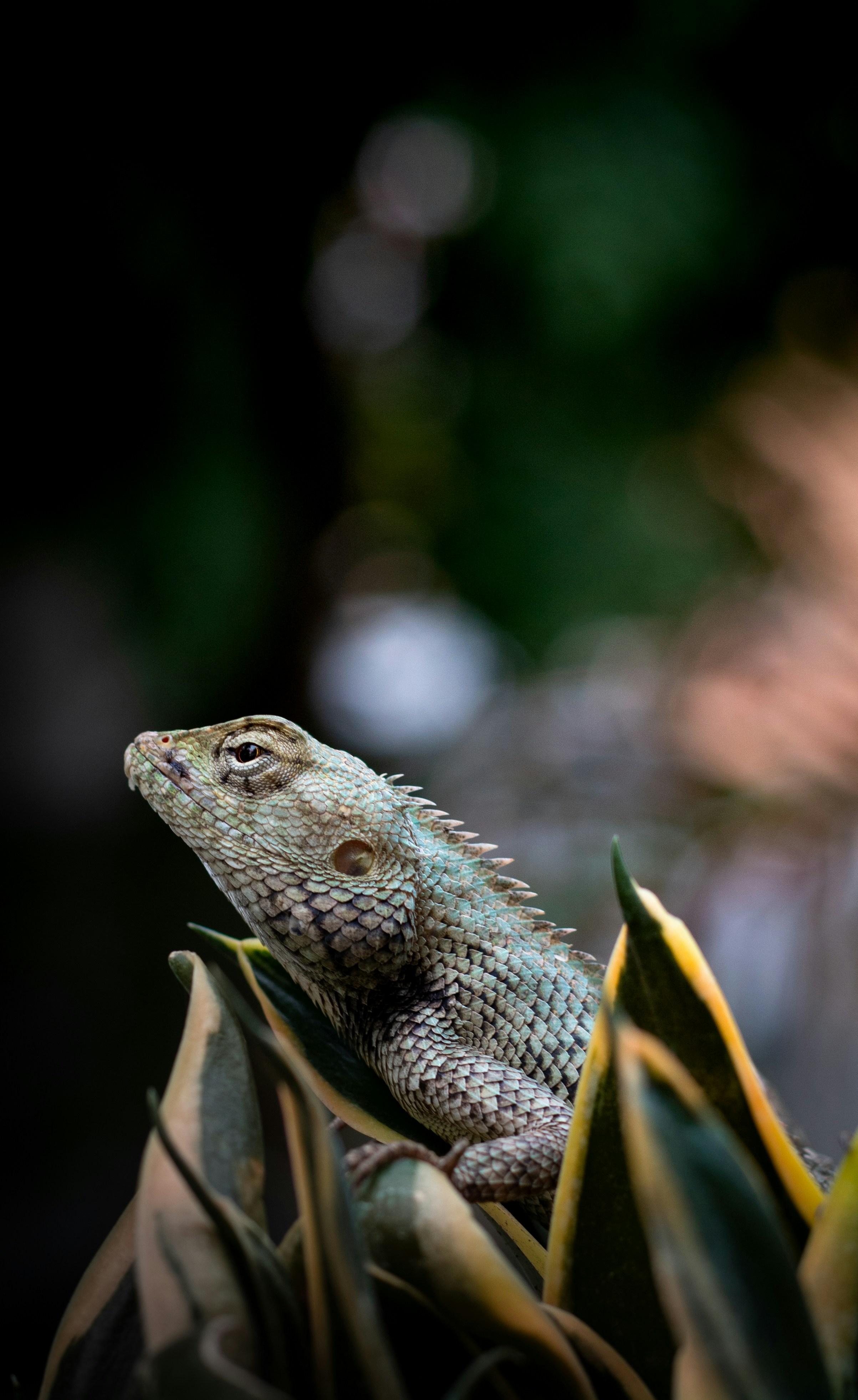 Azure Gaze: A Lizard's Quiet Peak Above Desert Foliage