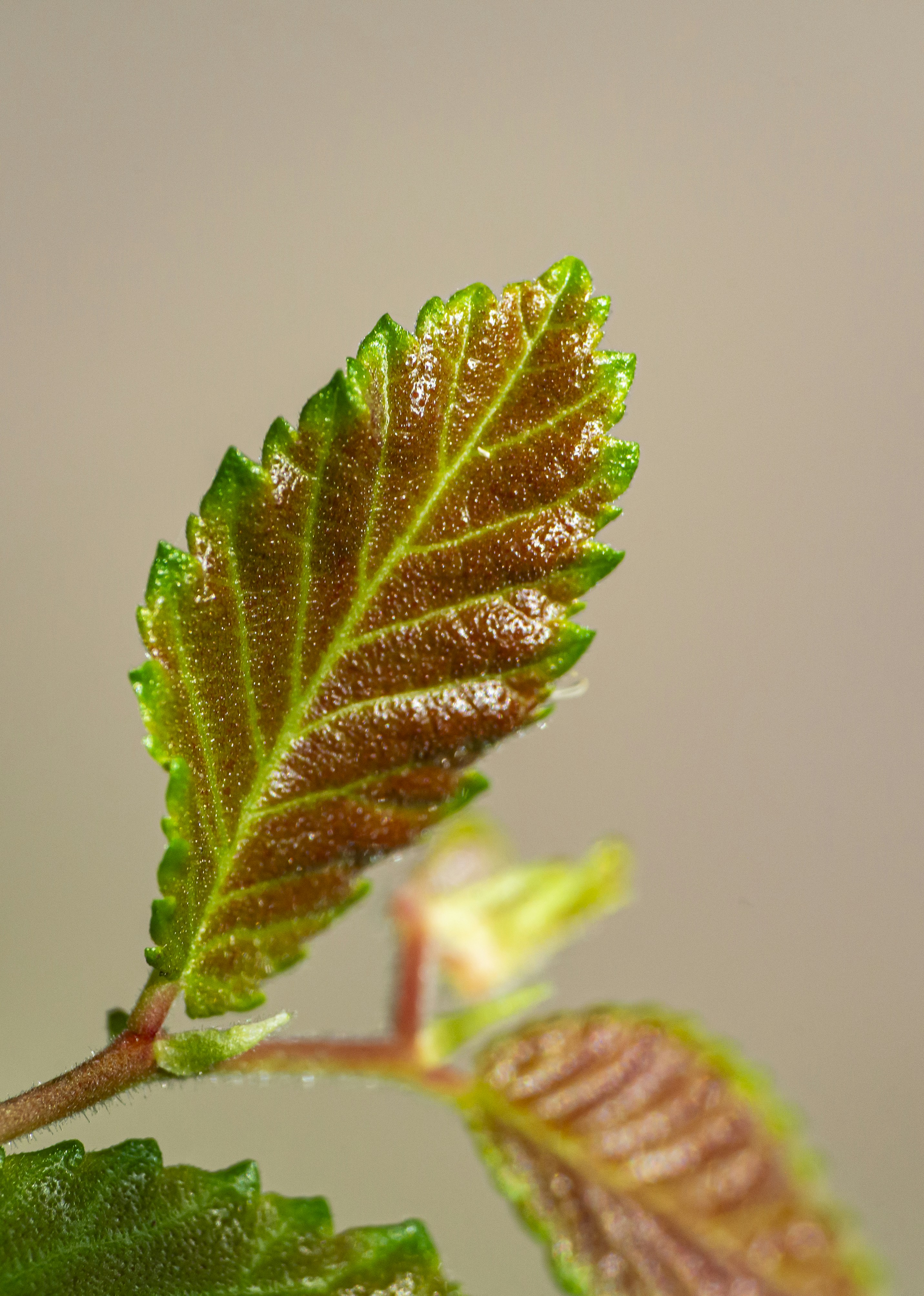 Emerald Vein: A sharp macro portrait of a serrated leaf edge