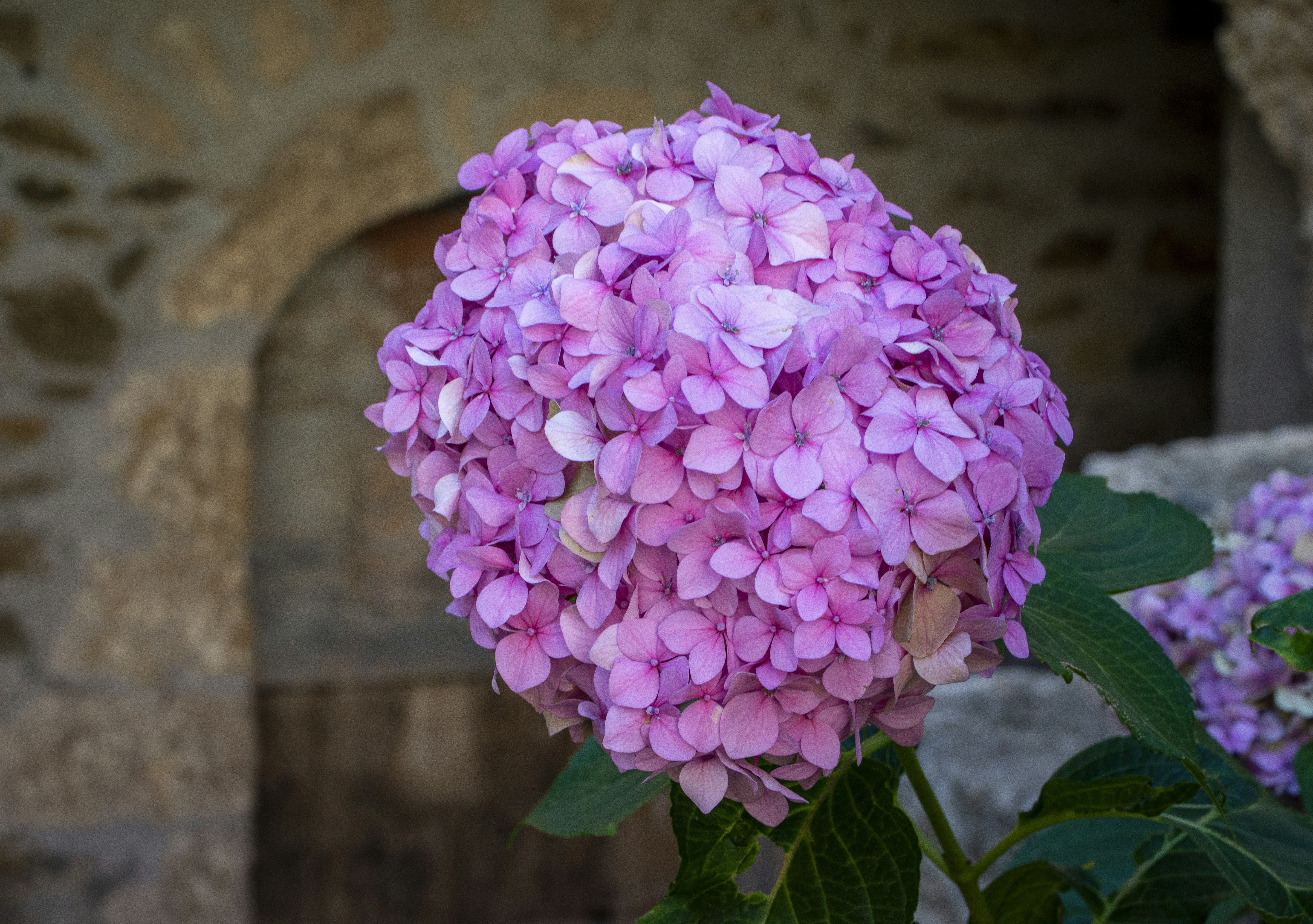 Hydrangea Bloom Under Stone Archway