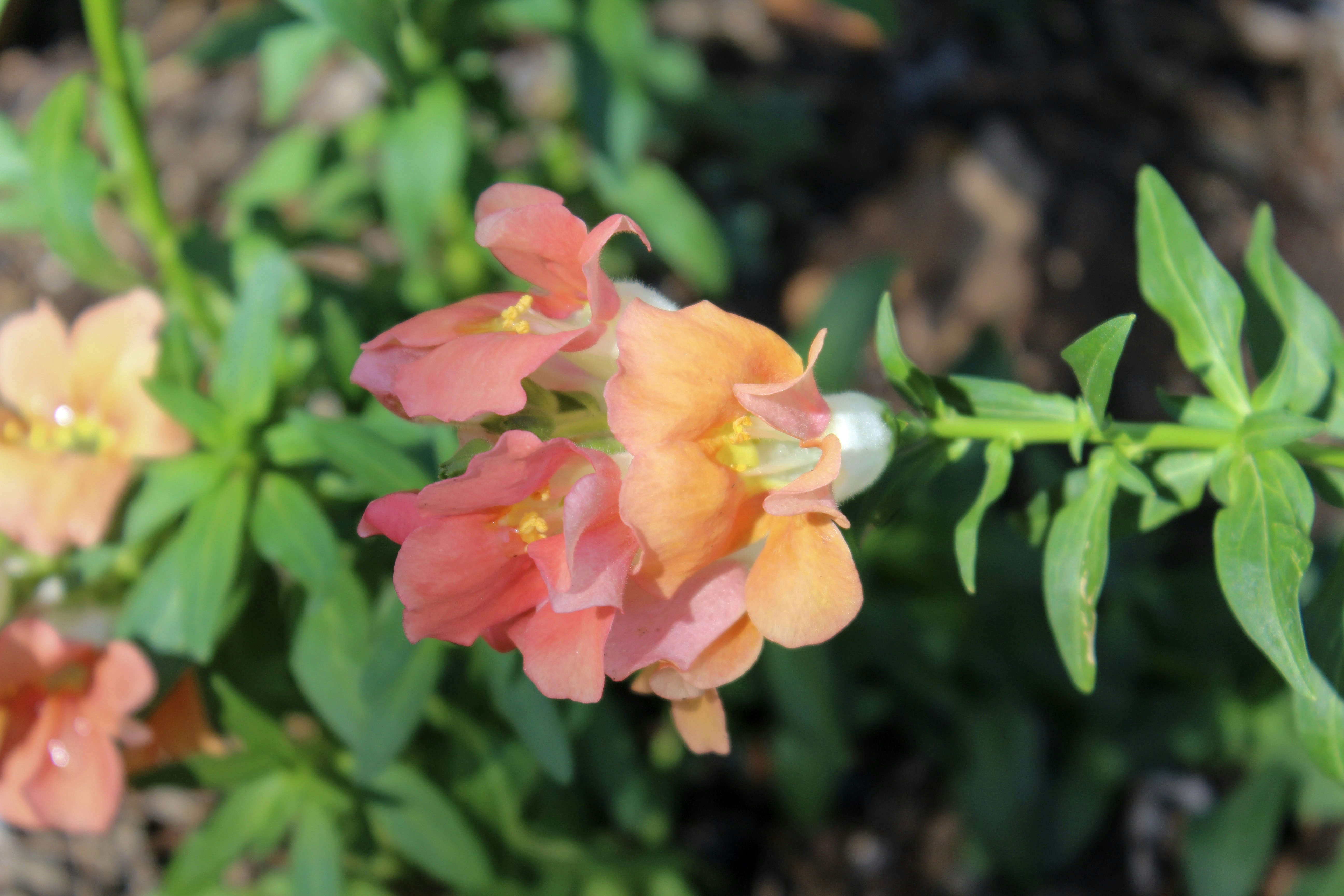 Peach-tinted blossoms on a sunlit garden stem