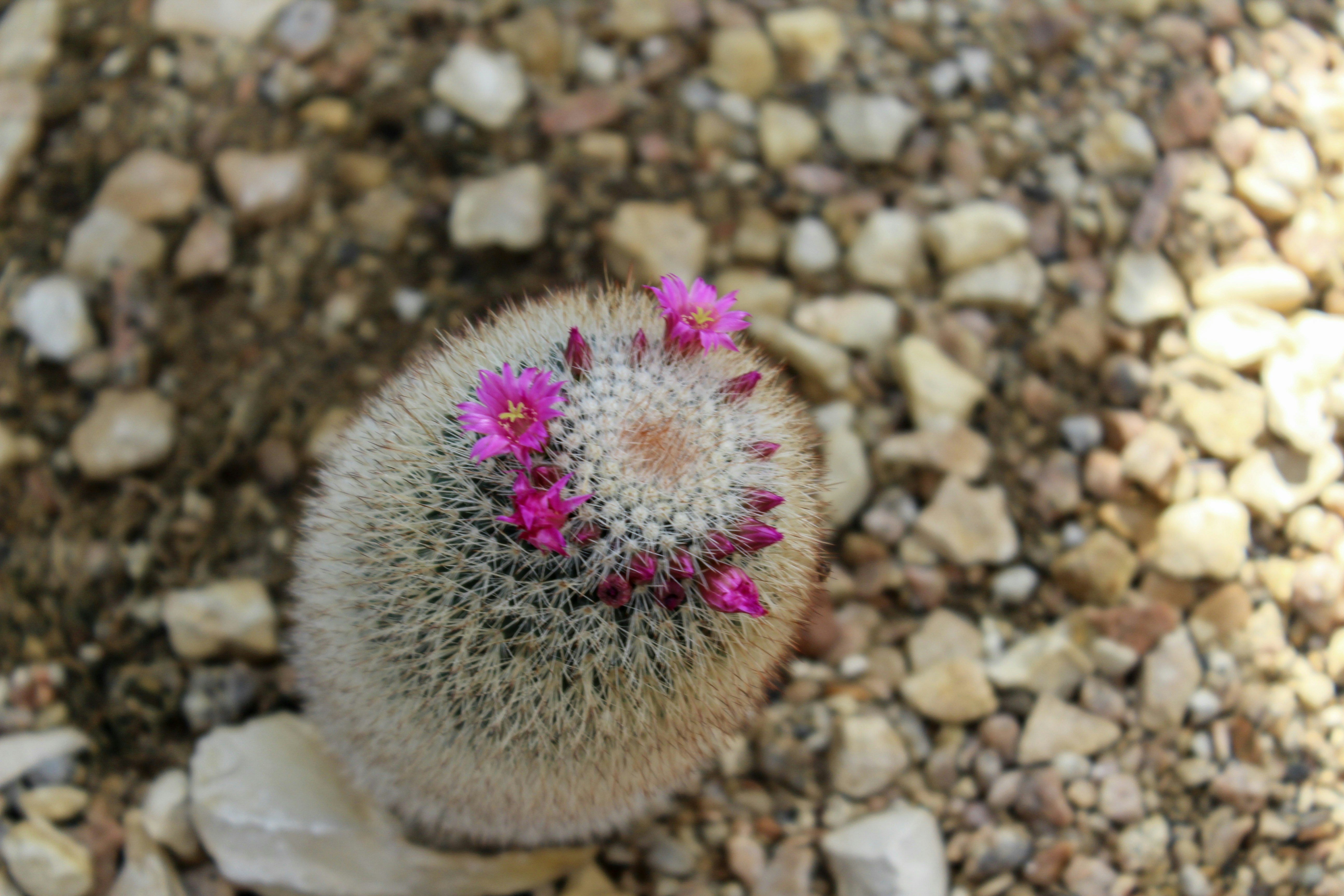 Pink-ringed Bloom on a Desert Cactus