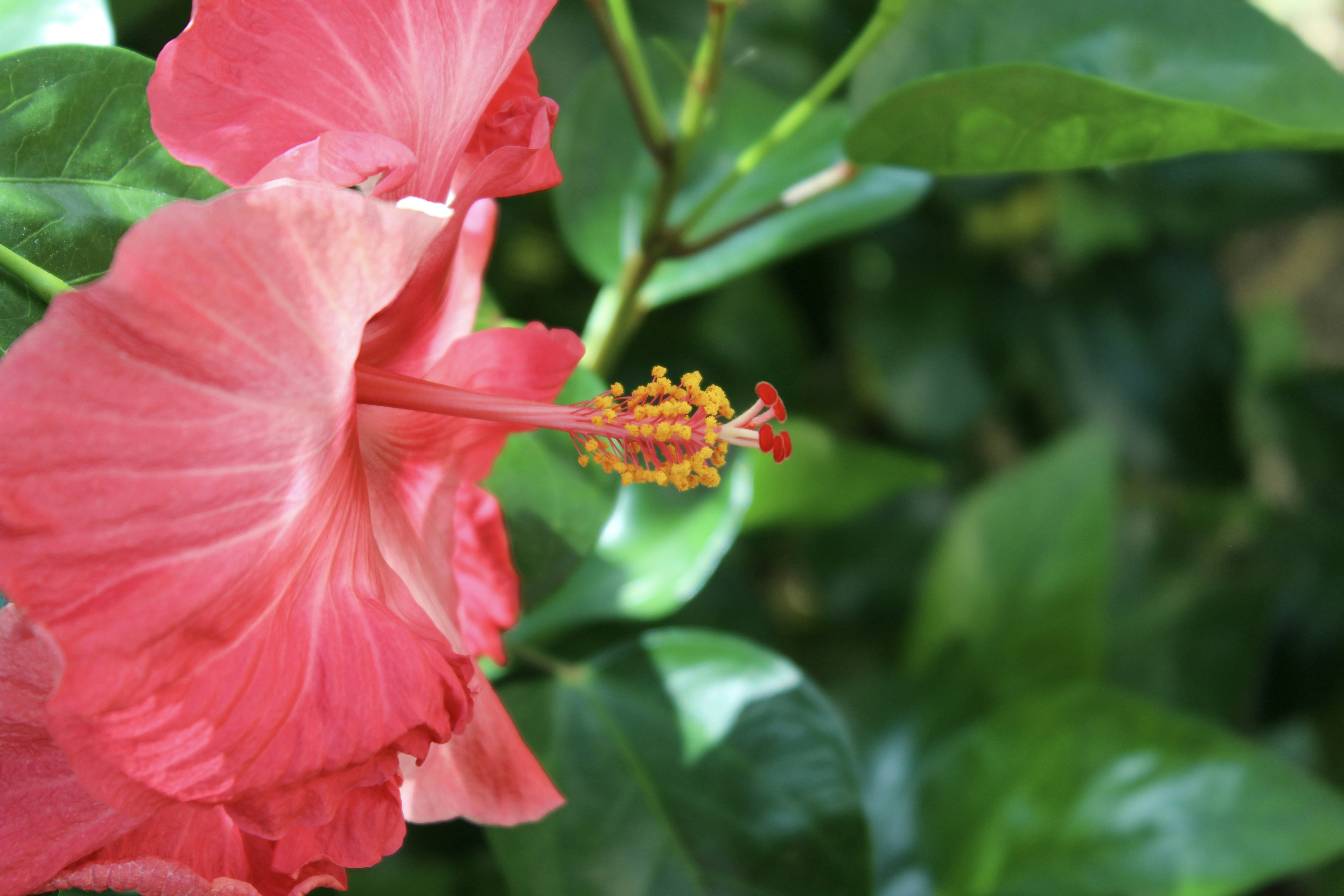 Close-up of a Hibiscus Bloom: Vibrant Fuchsia Petals and Prominent Stamen