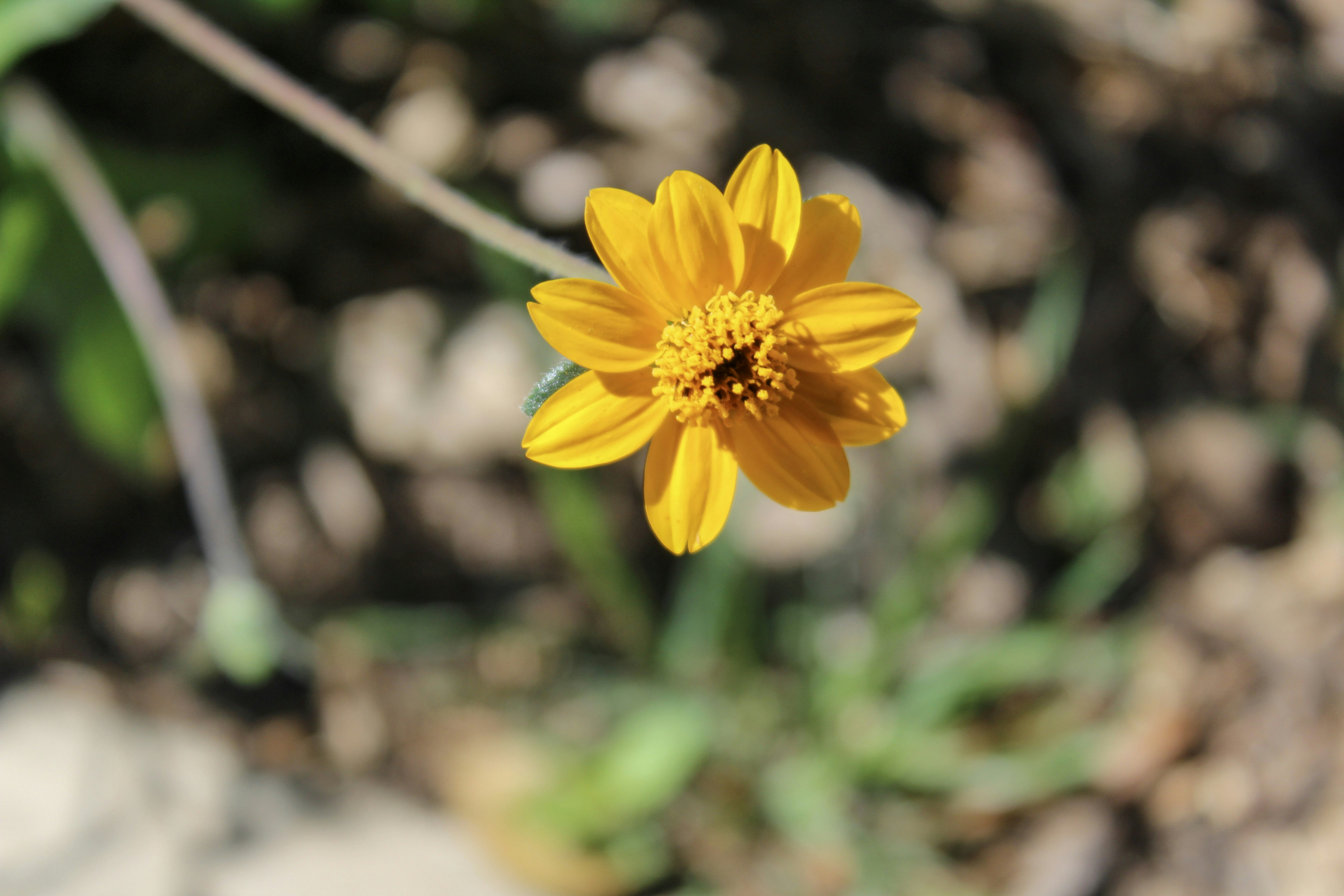 Solitary Golden Bloom on a Winding Thread