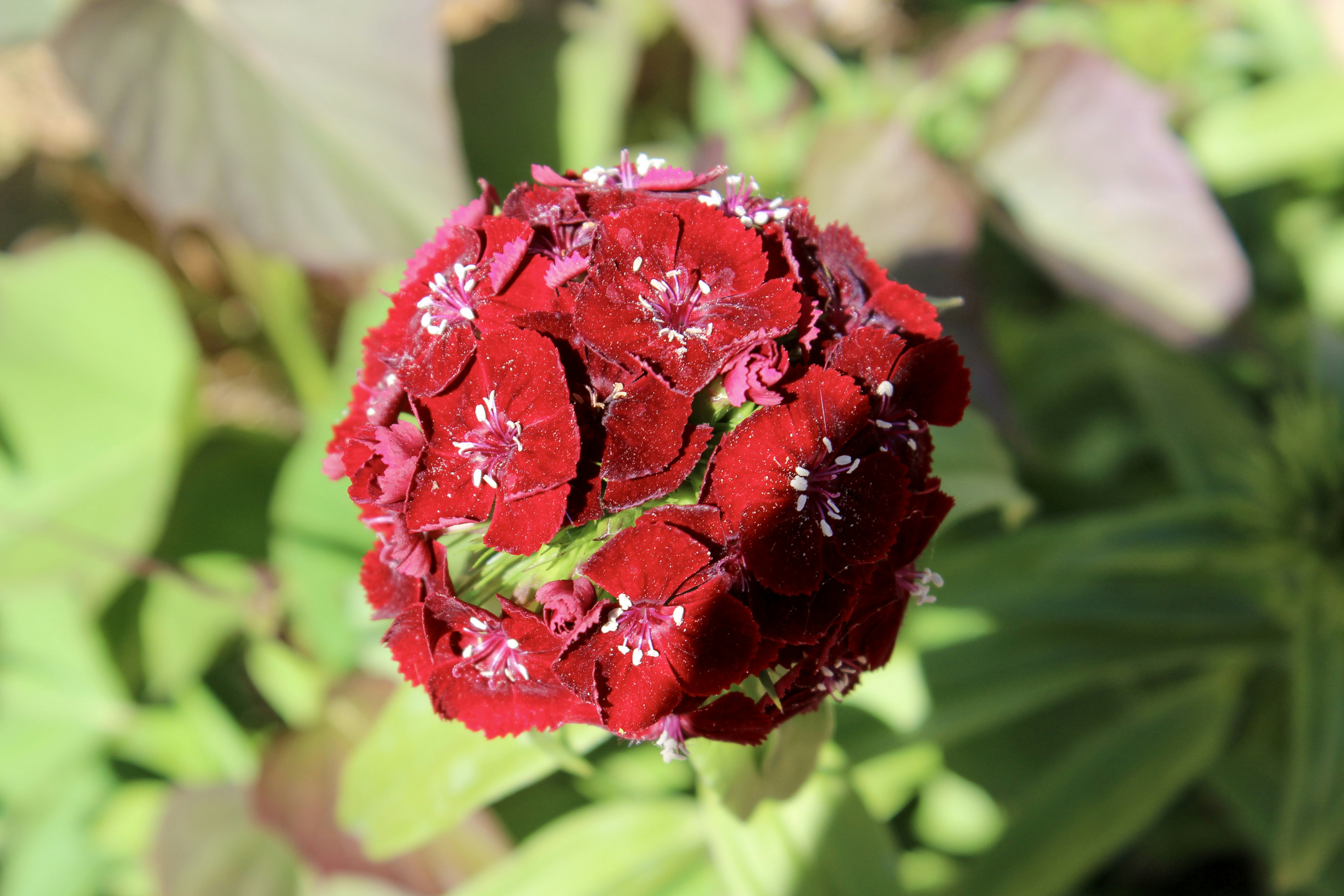 Crimson Bloom: A Frosted Orb of Red Petals