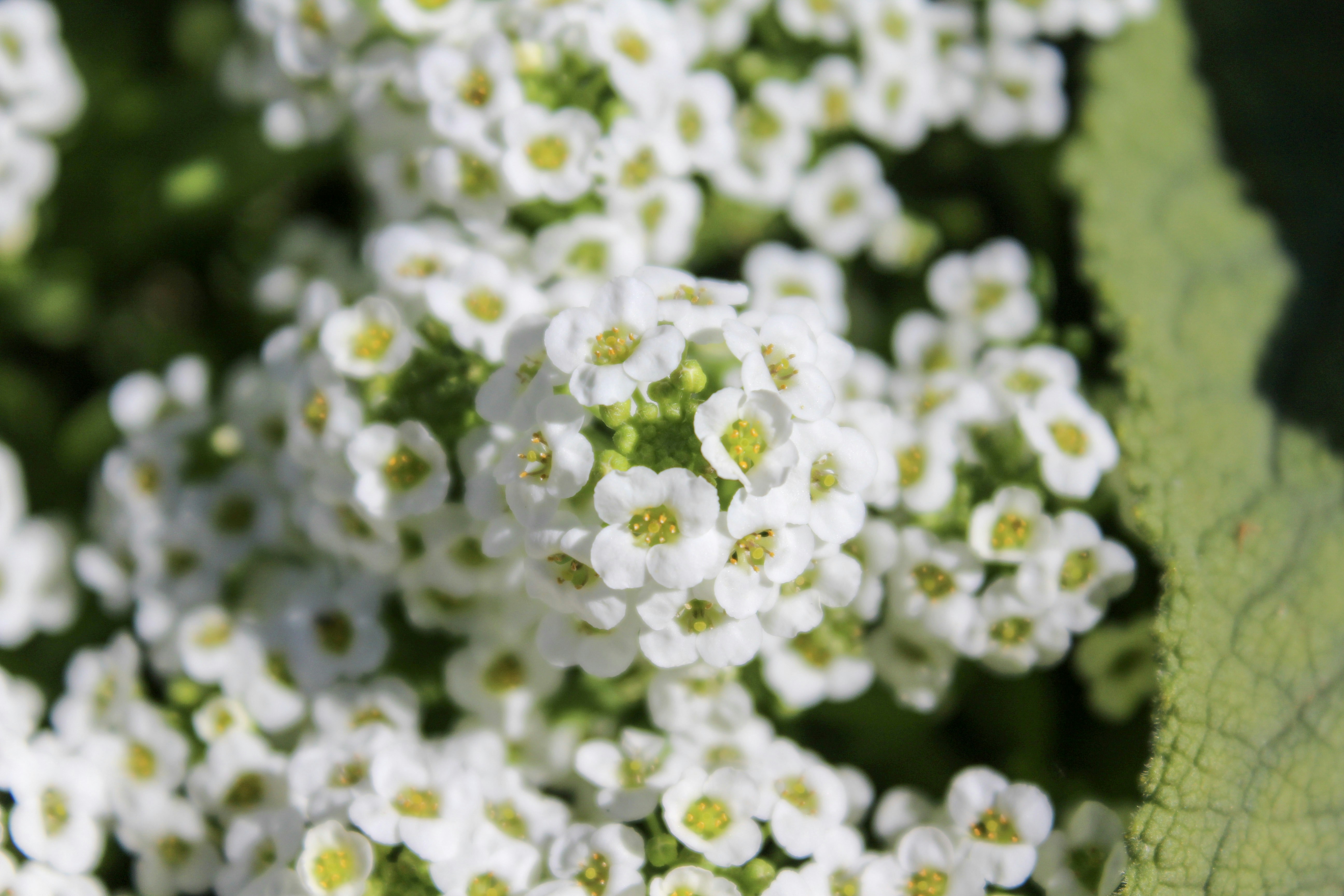  Cluster of delicate white blossoms with a pale green backdrop