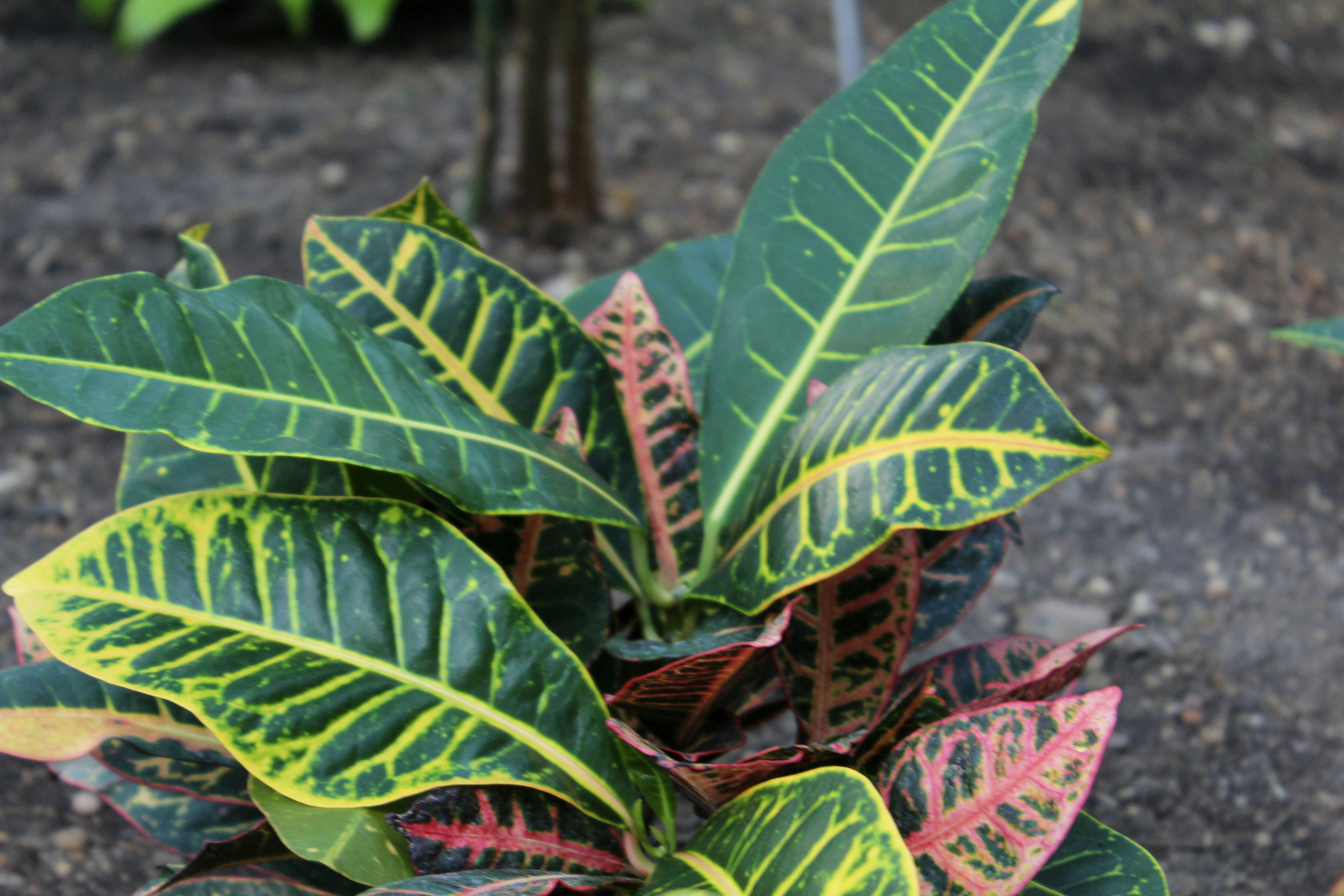 Vibrant Variegation: A Close-Knit Cluster of Croton Leaves