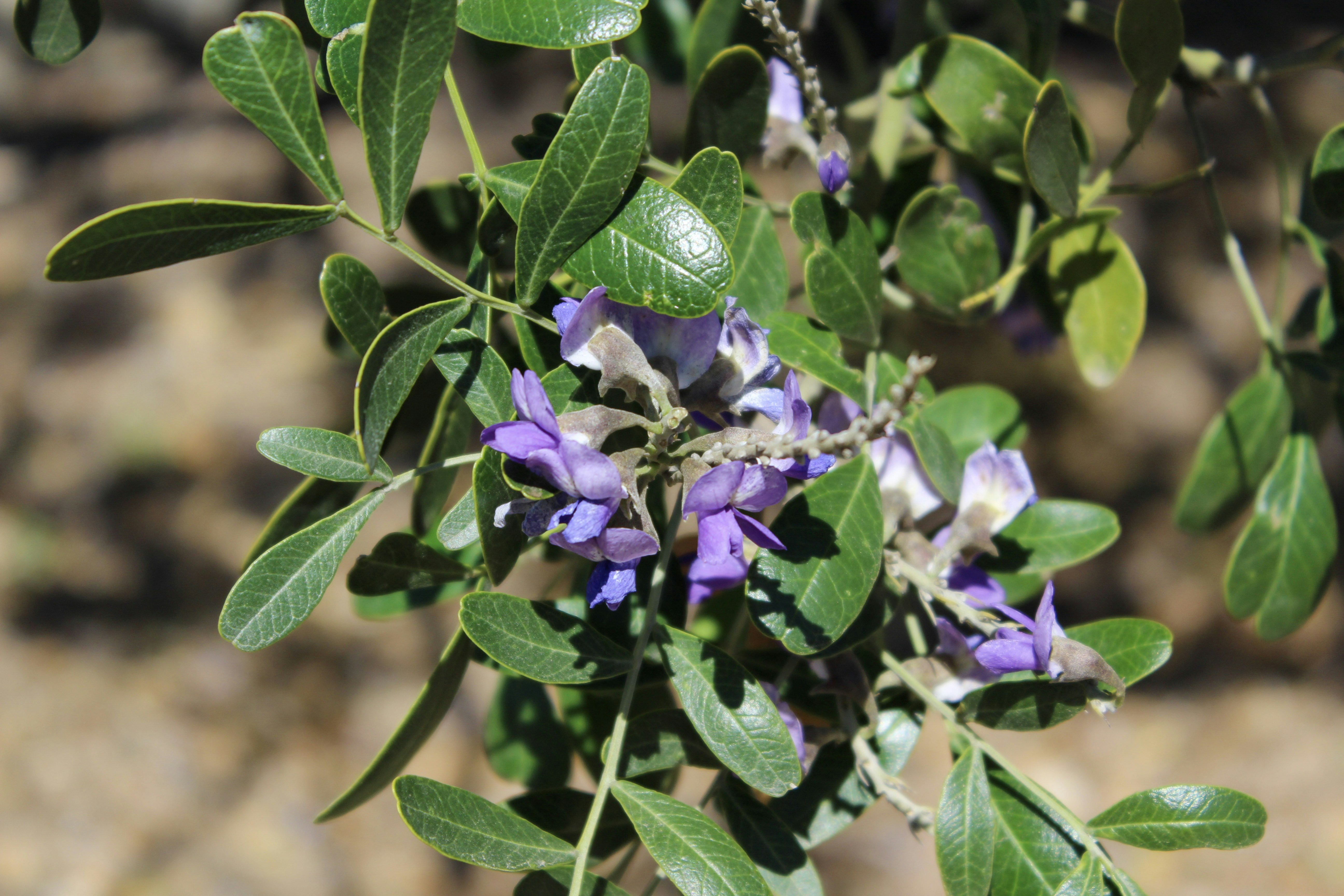 Purple blooms Amid Olive-Leafed Stems