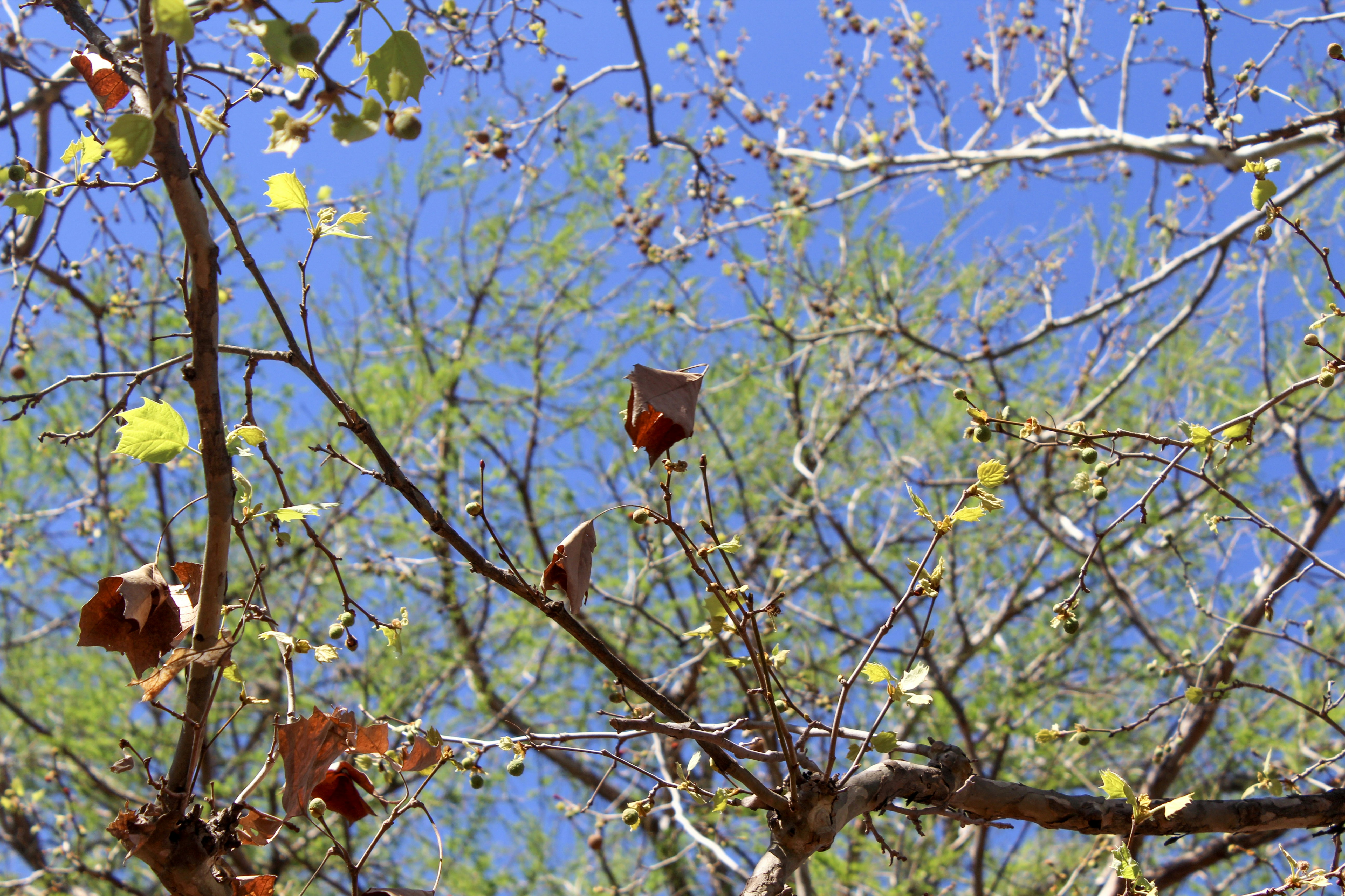 Branches with scattered brown leaves reach toward a bright blue sky; the scene captures a moment of early spring against a clear backdrop, highlighting the contrast between the twigs and the vibrant sky.