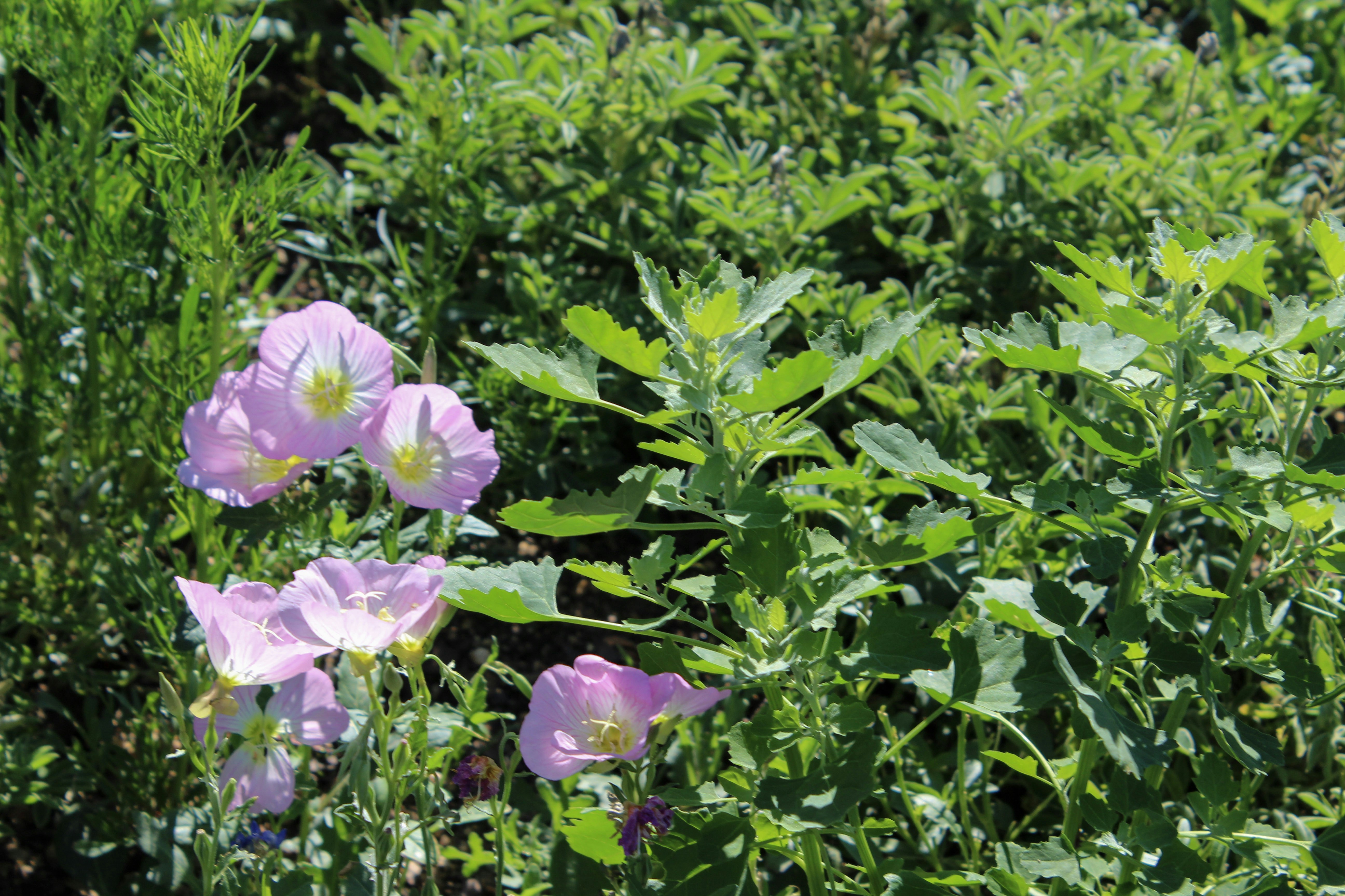 Soft pink poppies amid sunlit greenery
