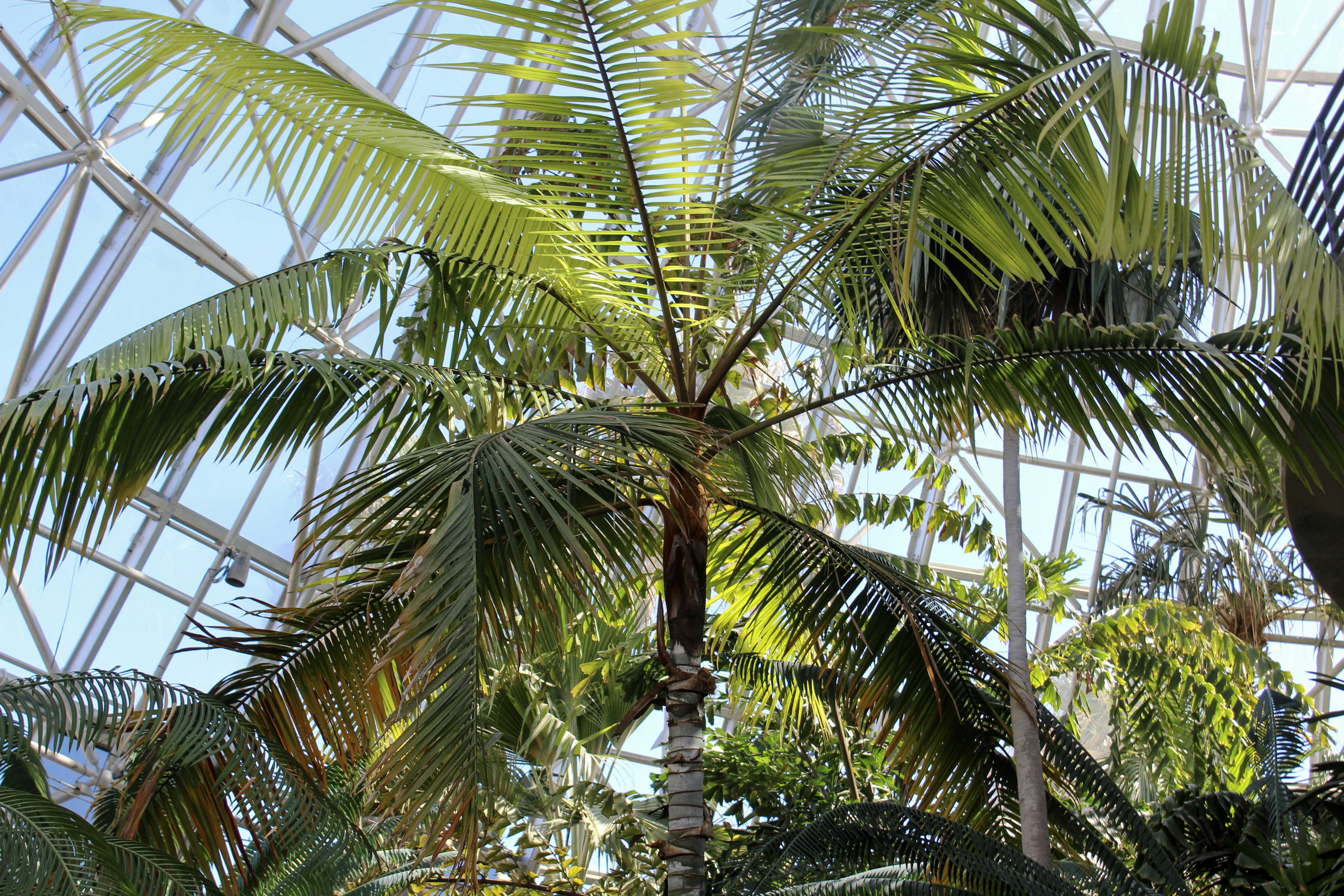 Glasshouse Palms: A Central Palm Framed by a Geometric Roof