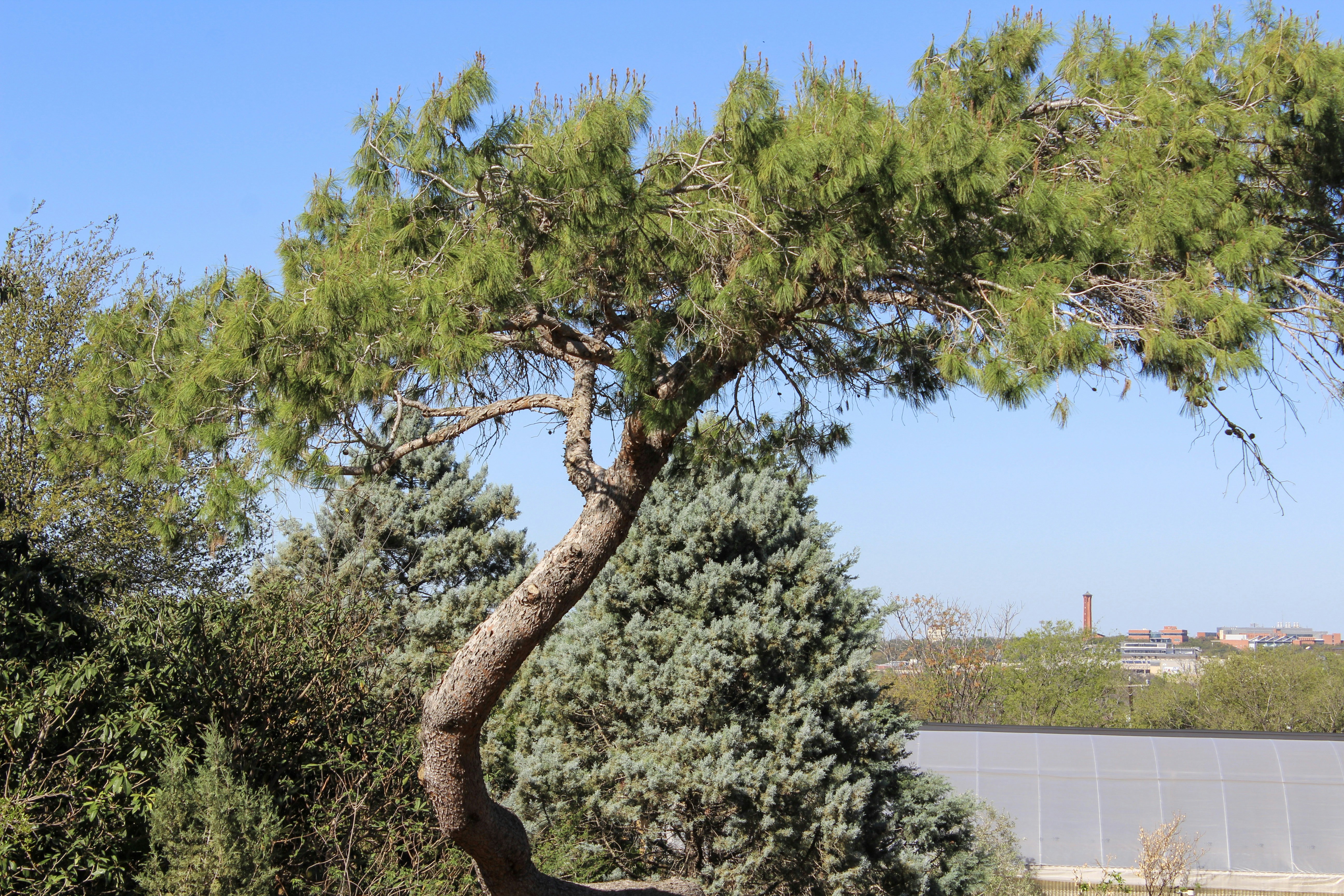 Gnarled Pine in a Quiet Suburban Vista