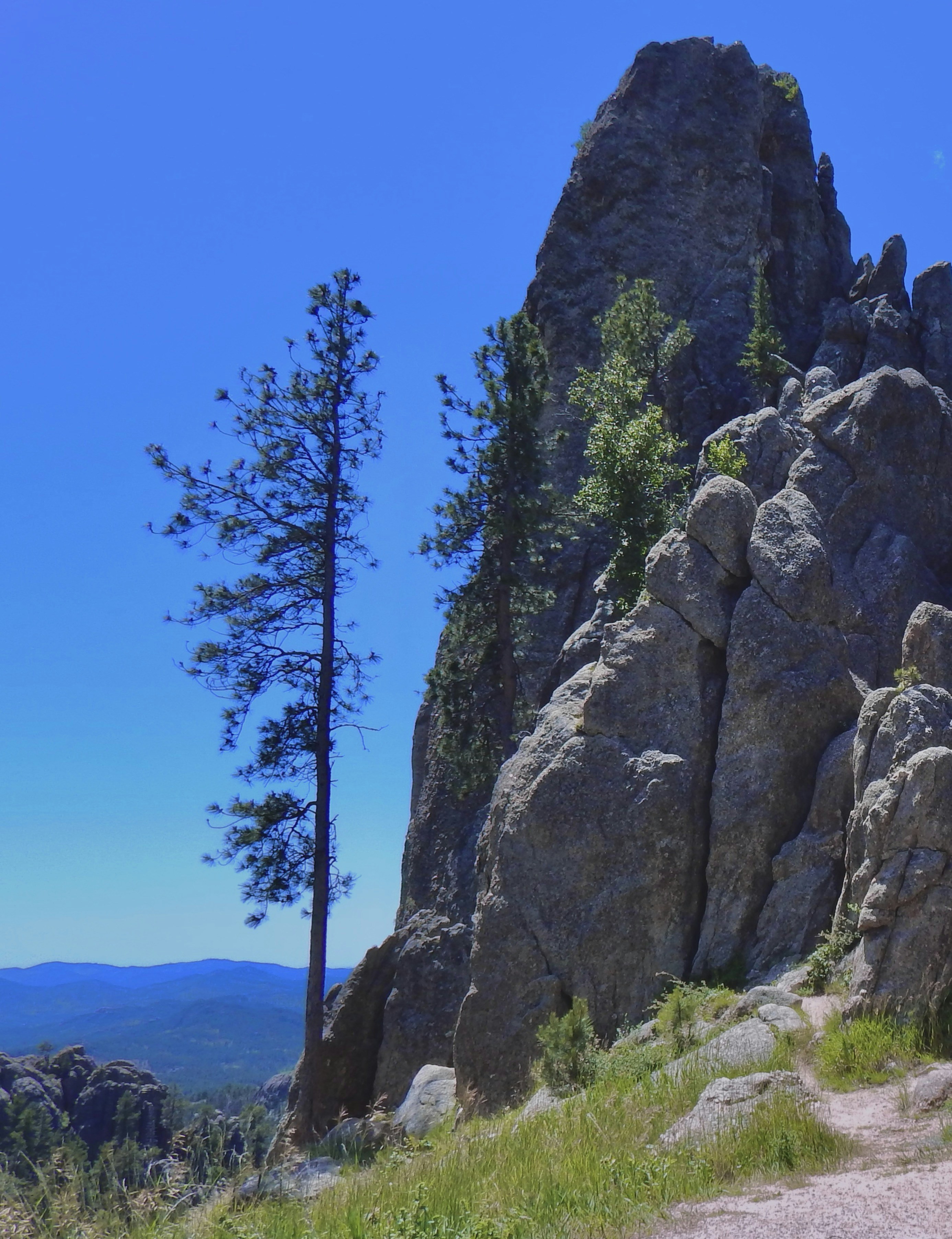 This landscape photograph features a rugged granite rock face under a clear blue sky. A large, tall rock spire rises on the right side. To the left of the rock face, a single, tall, thin pine tree stands prominently. Other smaller trees and green vegetation grow on the rocky slopes, and in the distance, layers of blue mountain ranges fade into the haze. The foreground shows a grassy slope and a dirt trail on the right.