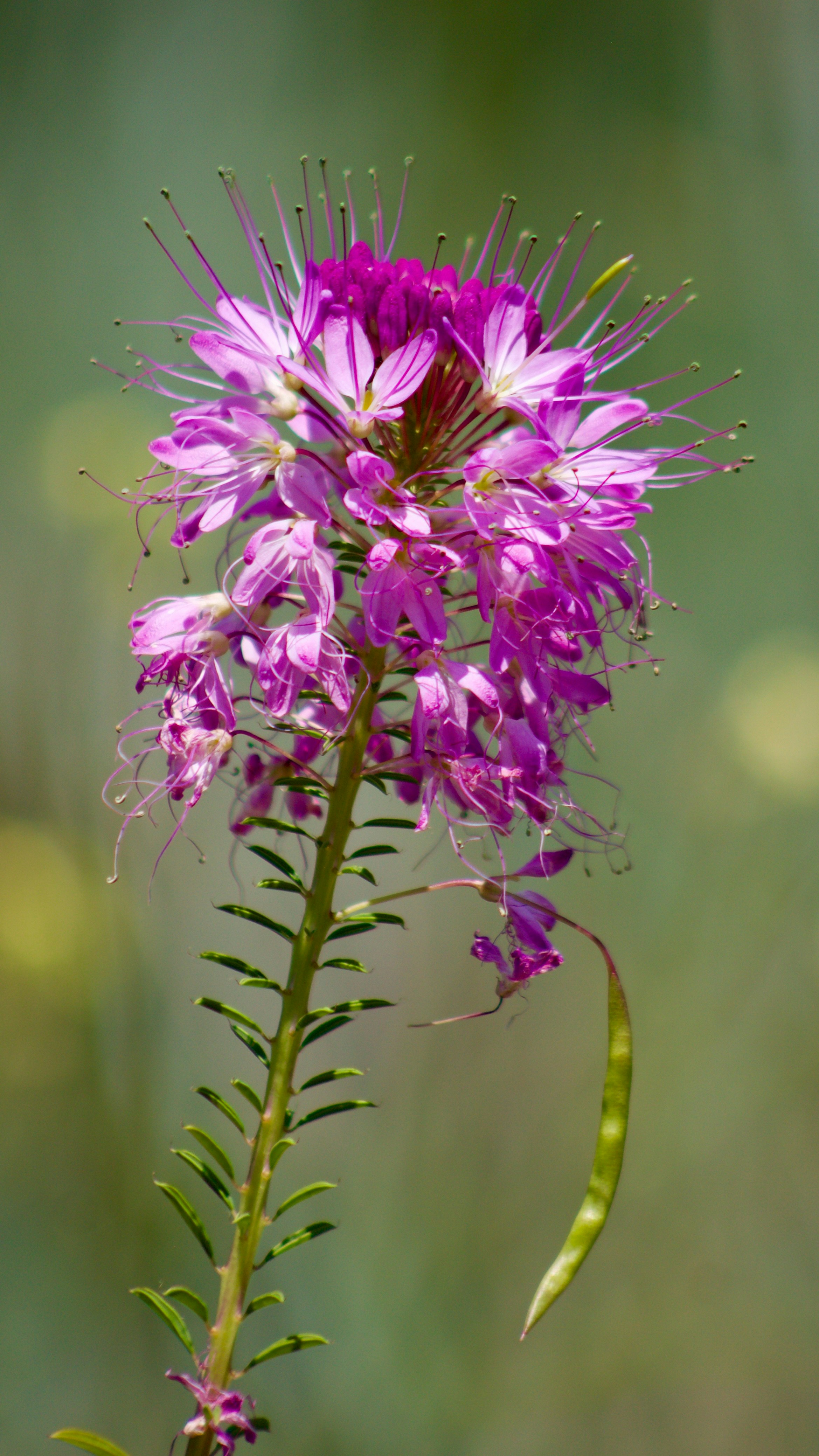 Blossom Crown: A Pink-Purple Globe of Spiky Petals