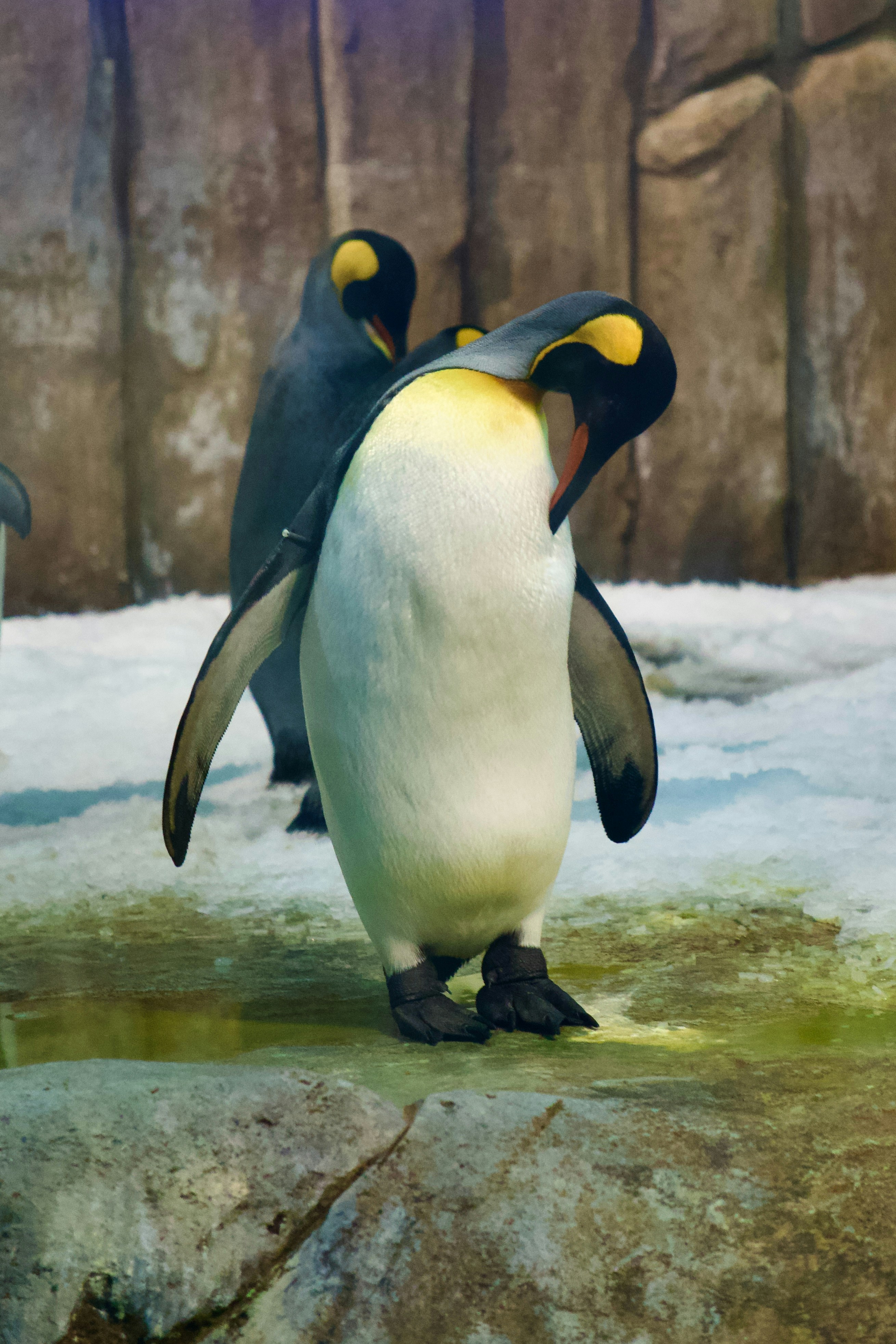 Penguins in winter light: facing the viewer in a tranquil pool