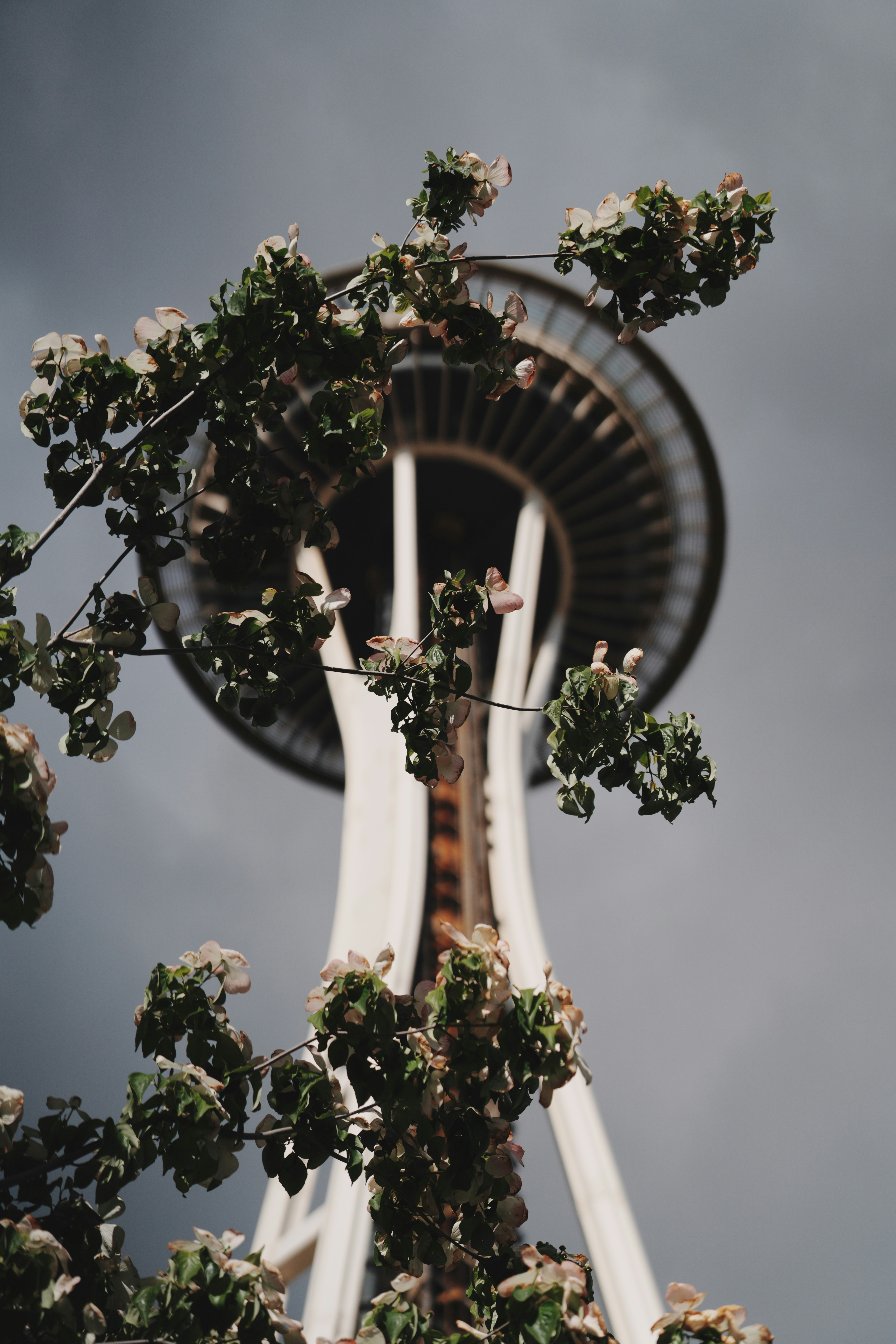 Branches Framing the Space Needle