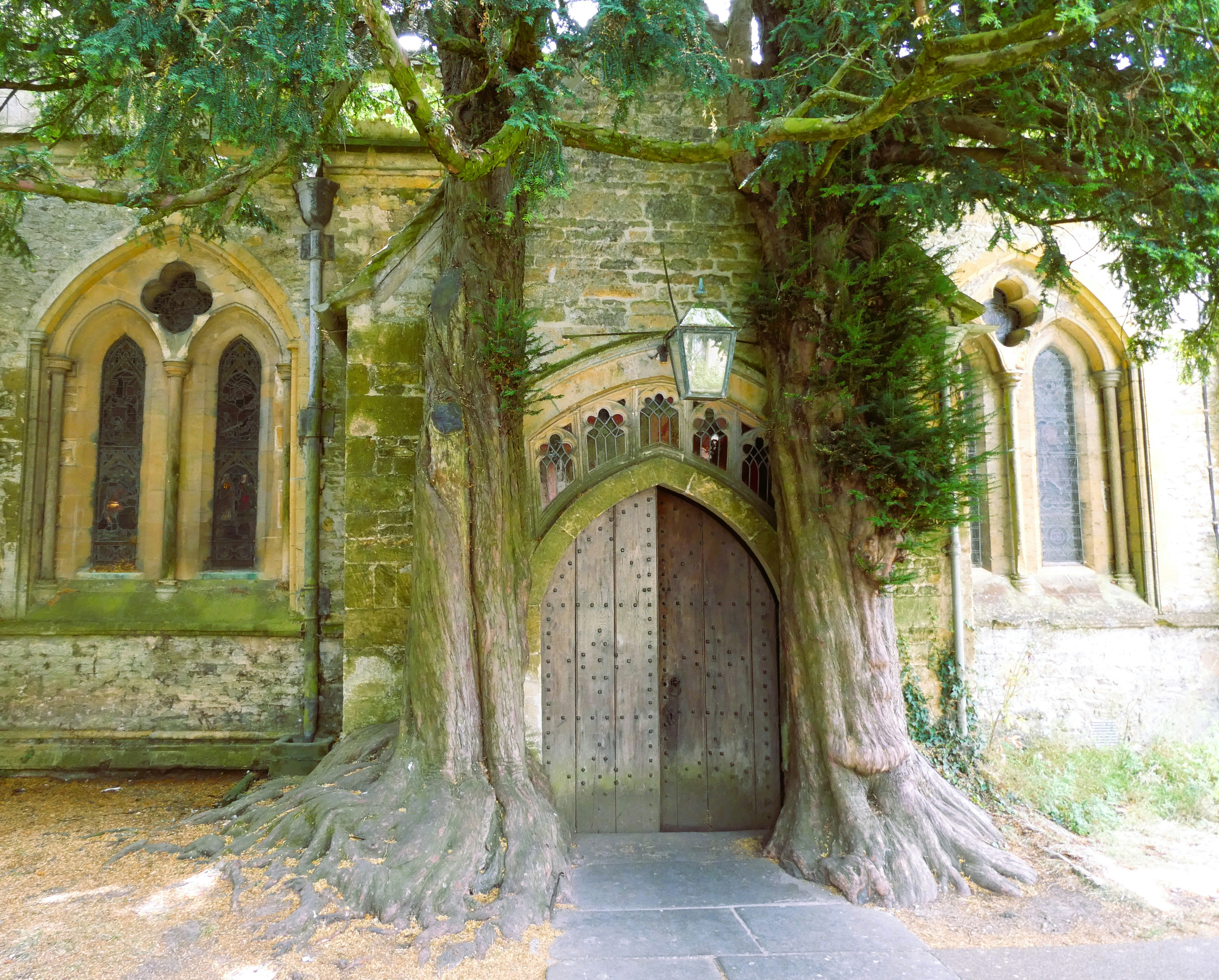 Twin Tree Gatekeeper: A Weathered Facade Between Roots
