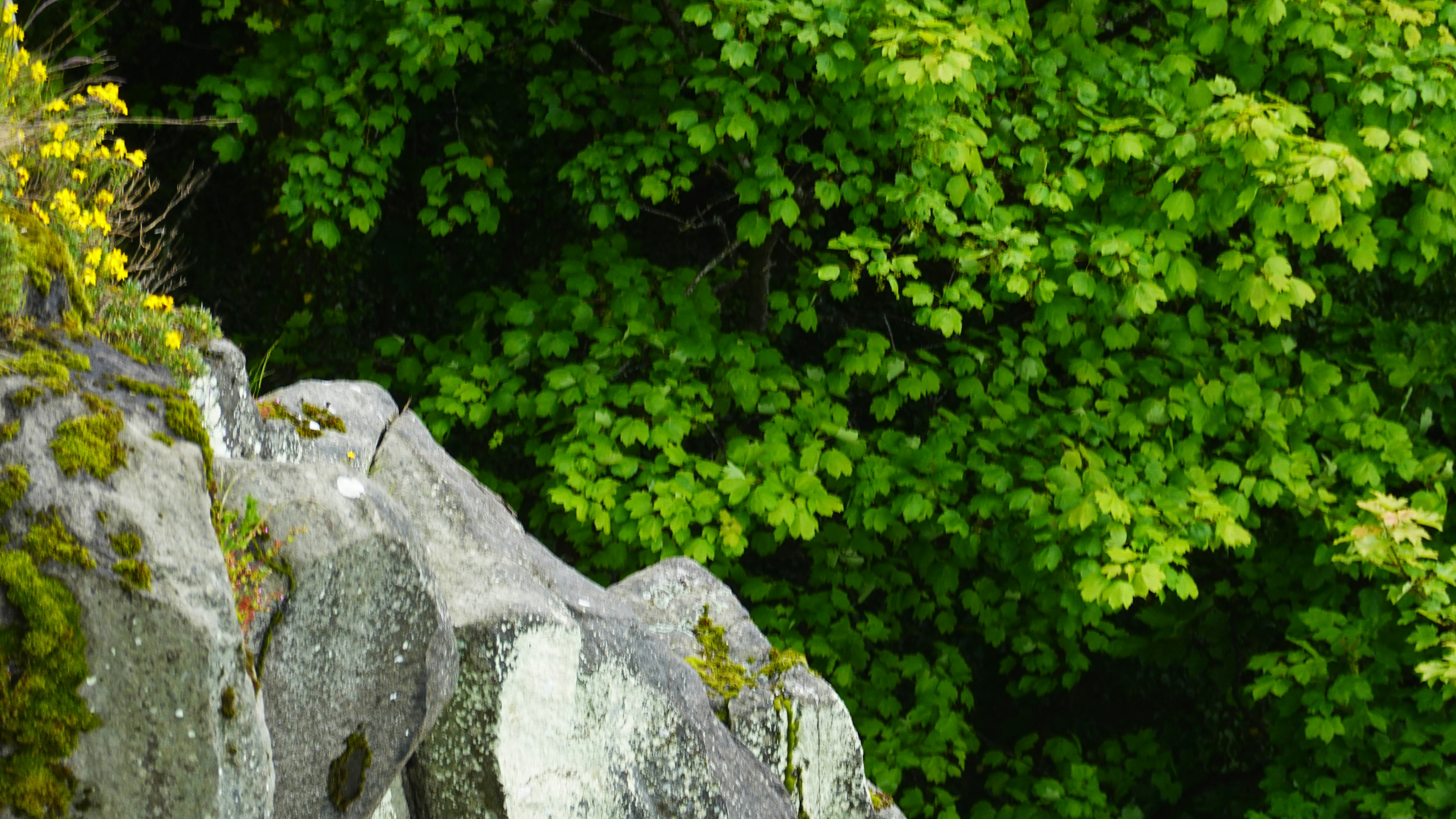 Moss‑covered rock ledge edging a sunlit forest