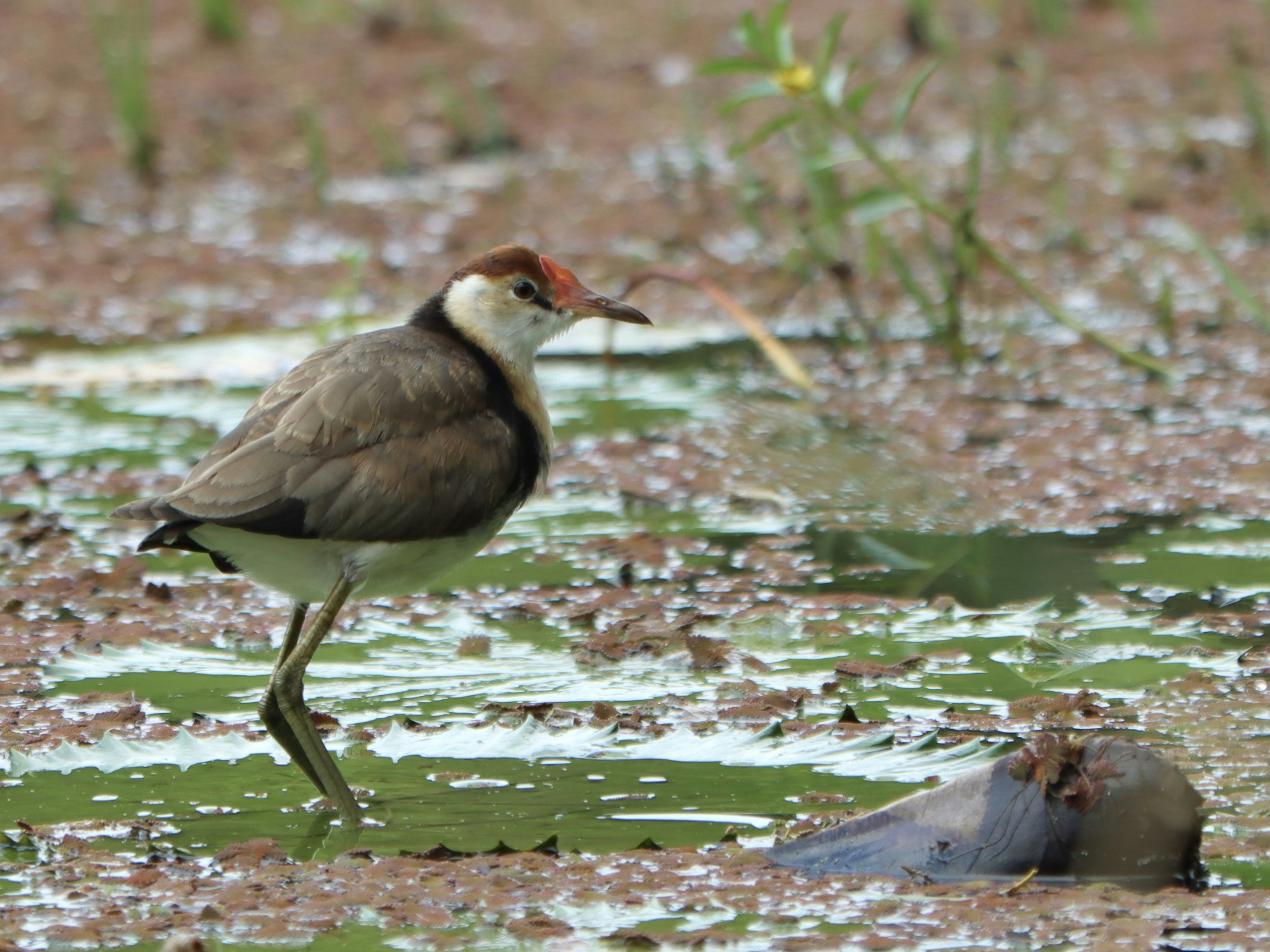 Small wading bird with brown back and white face stands on a muddy, watery shoreline among floating vegetation and scattered petals; a partially submerged log effect adds context to a shallow, marshy scene.