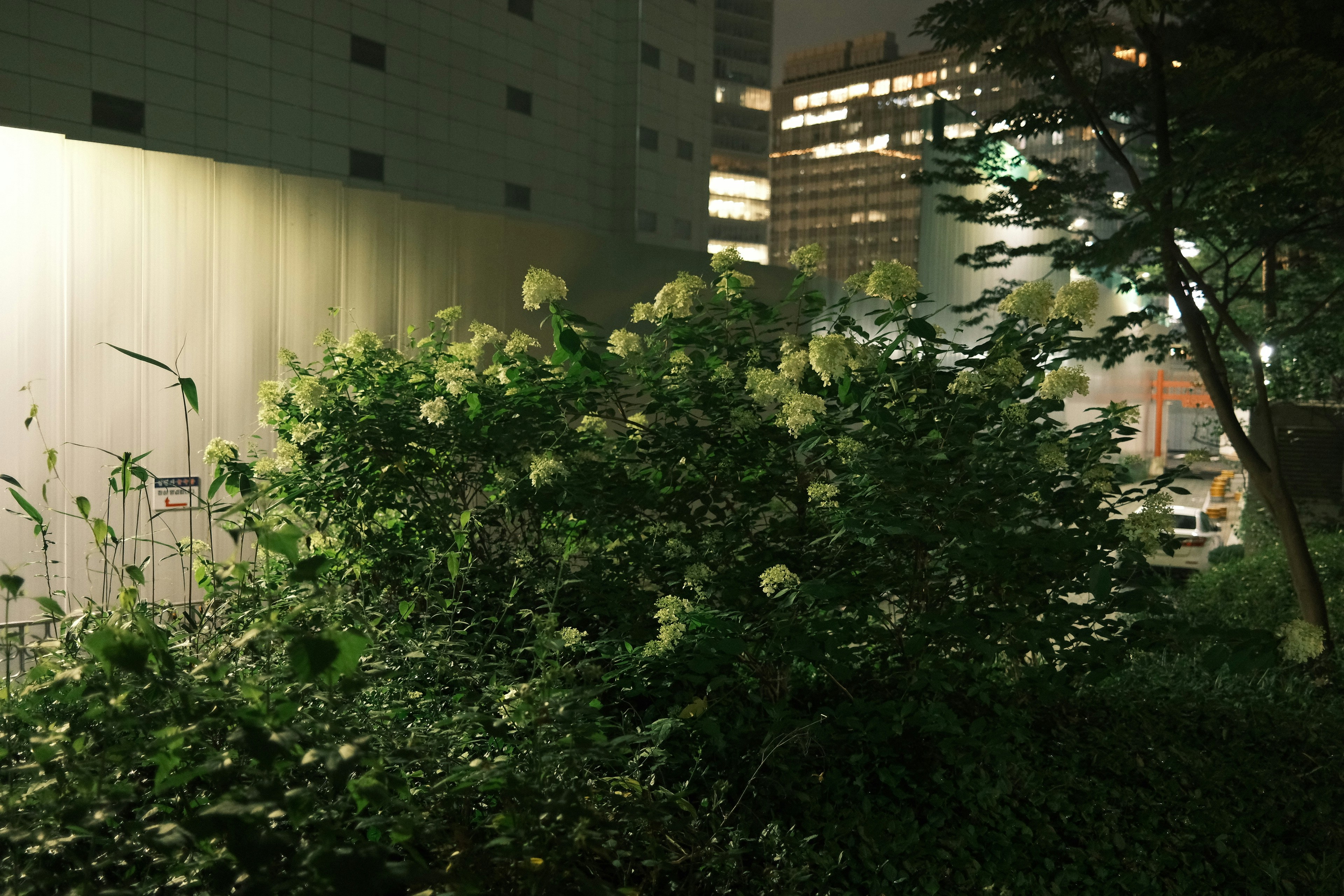 Urban Hydrangea in the Night Quiet