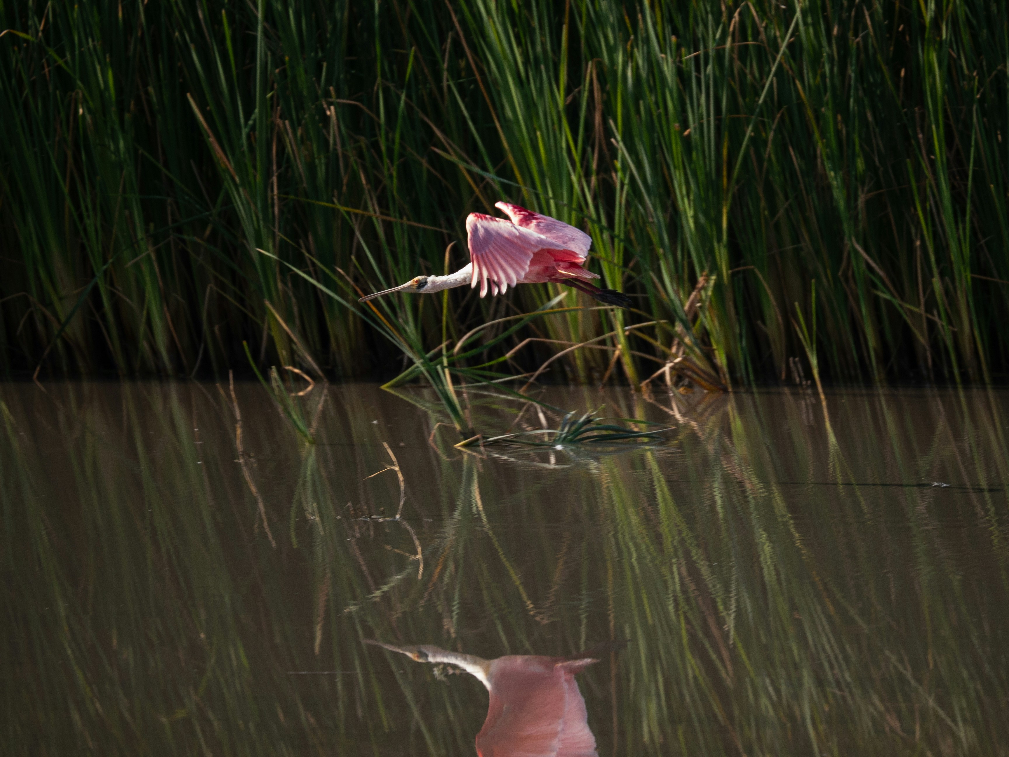Pink Flower Glide Above Reflection in Quiet Wetland