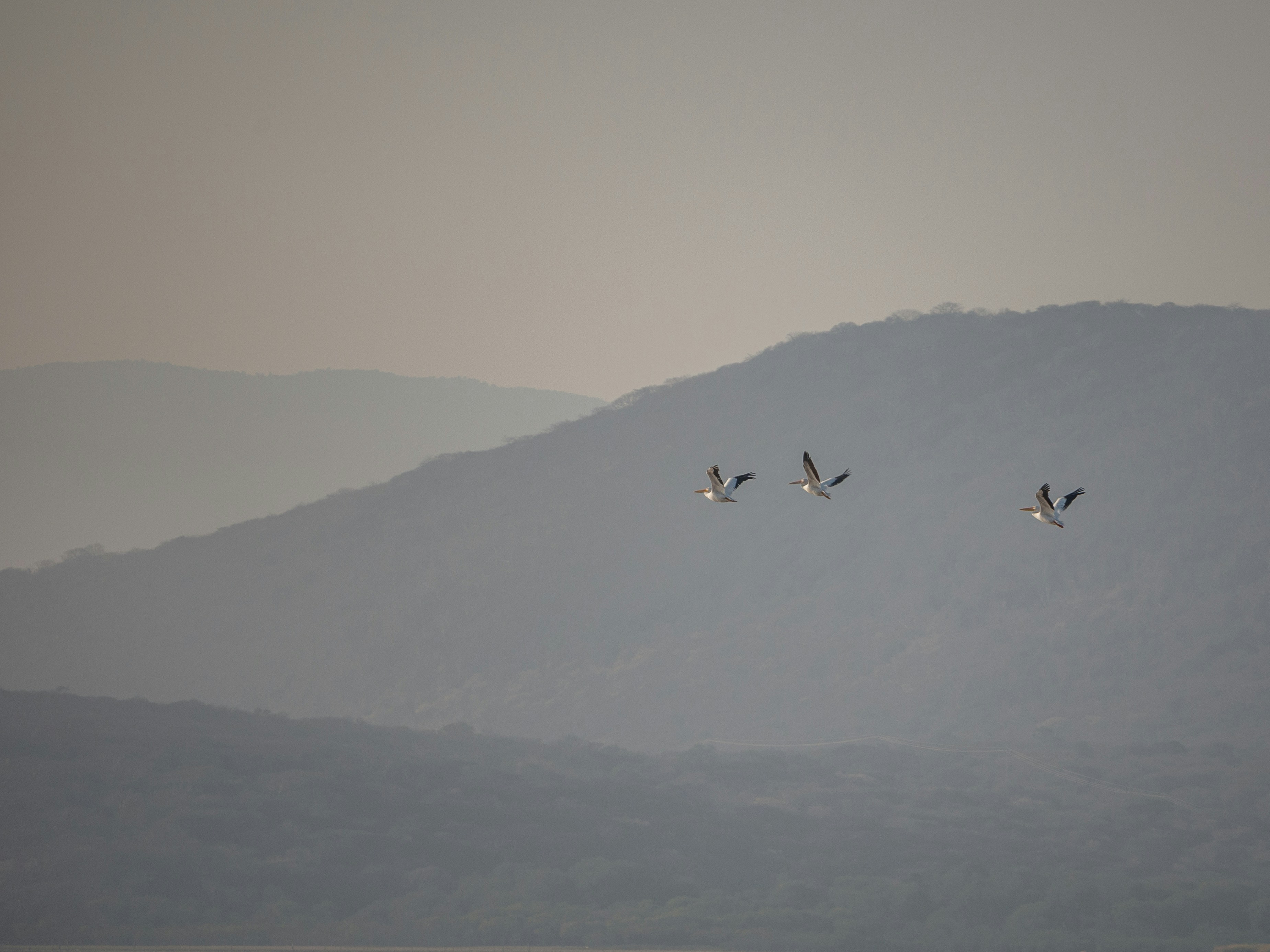 Three Birds in Flight Over Misty Hills