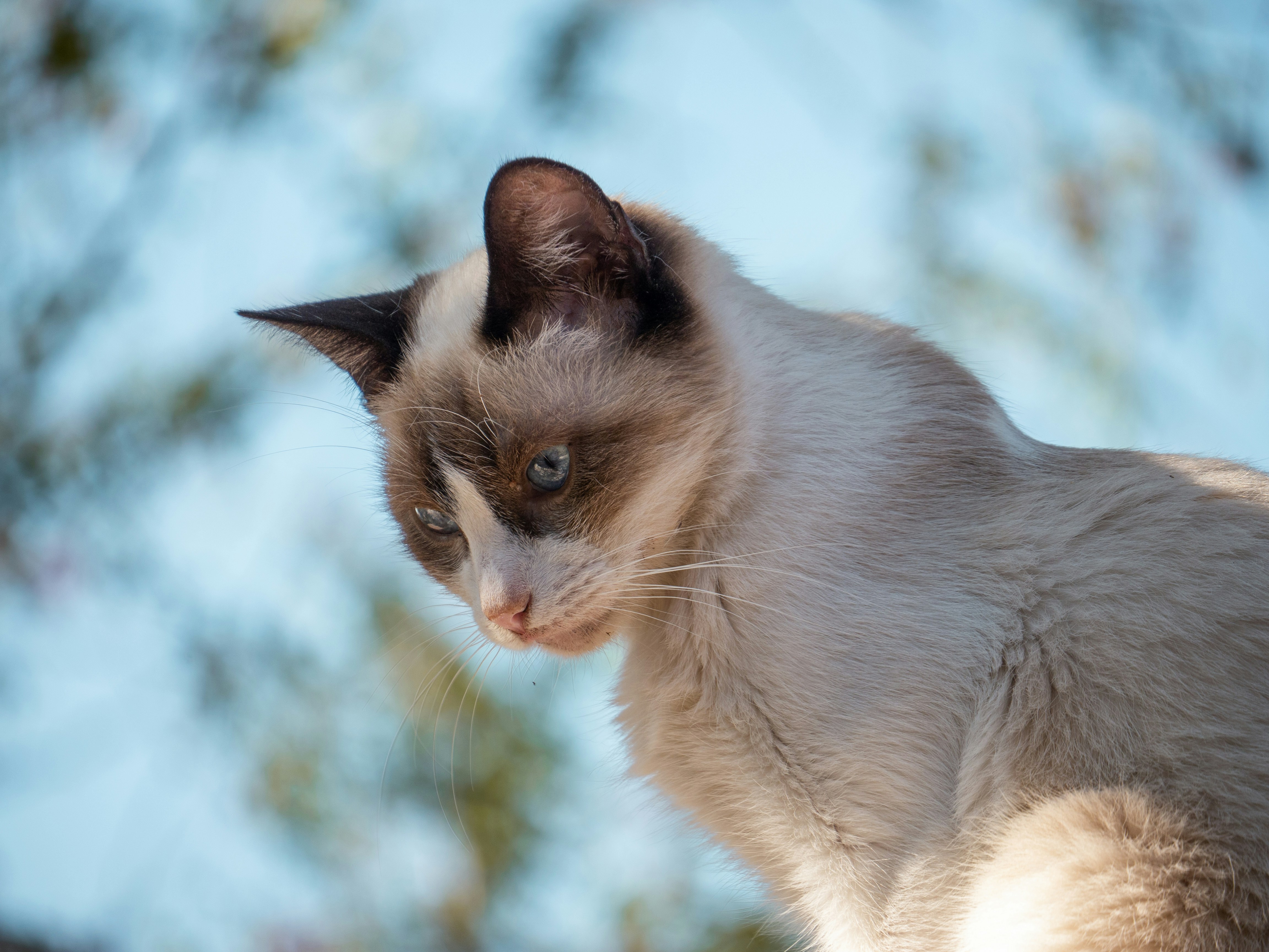 Cat in Soft Focus: A Feline Perch Under Clear Spring Light