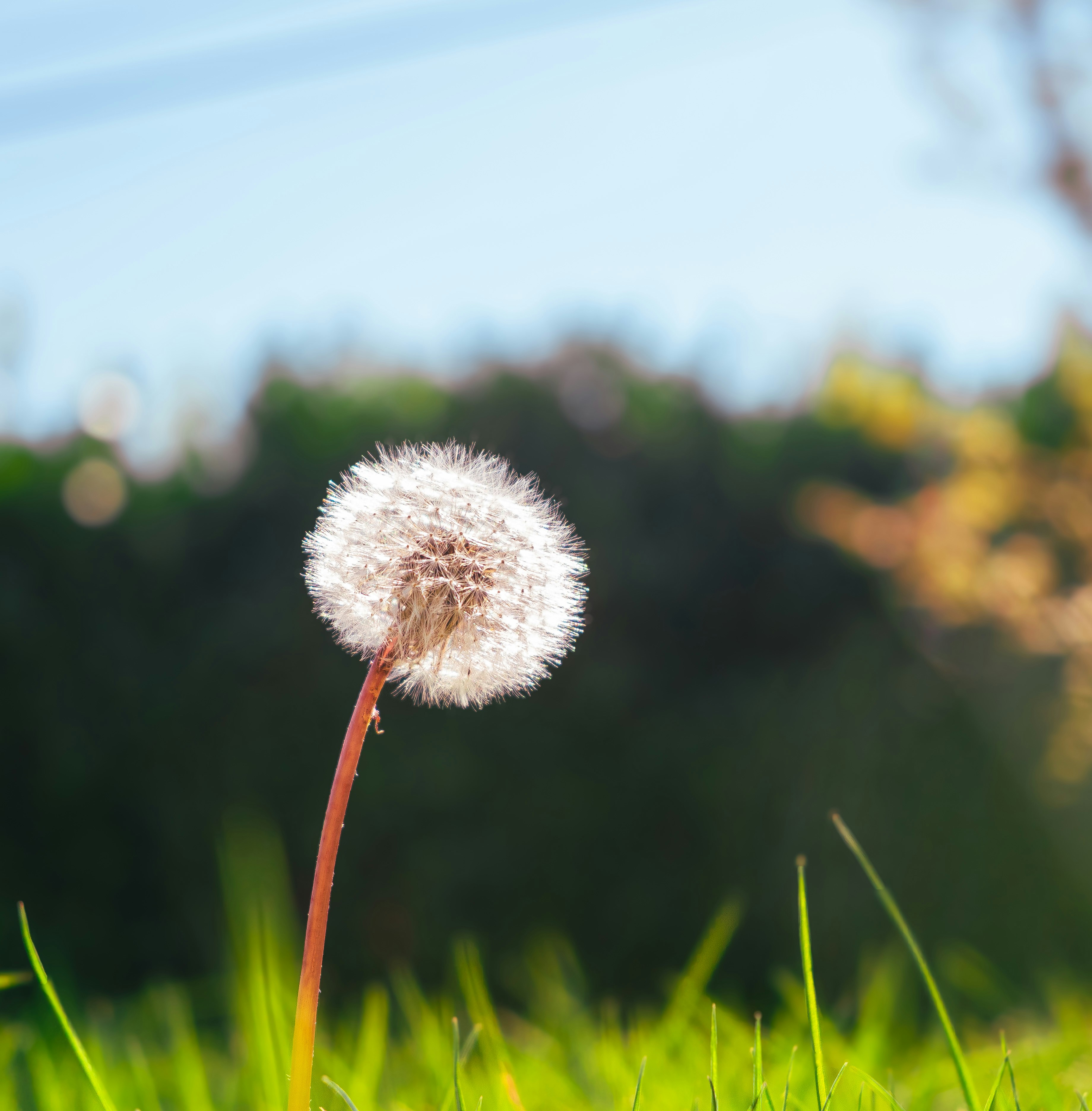 Dandelion Crown in the Sunlit Grass