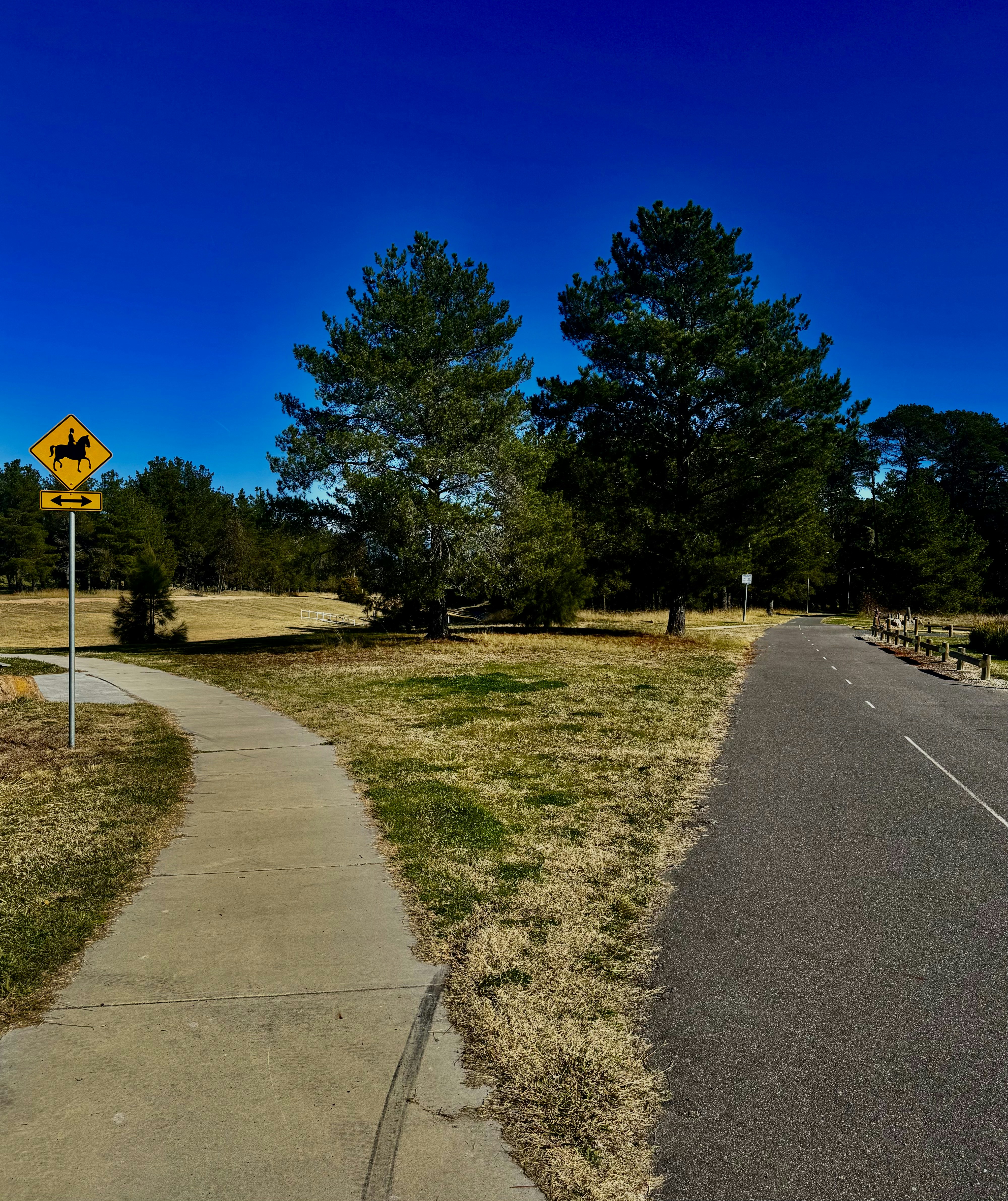 Pathways Diverge: A Sunny Park Crossroads