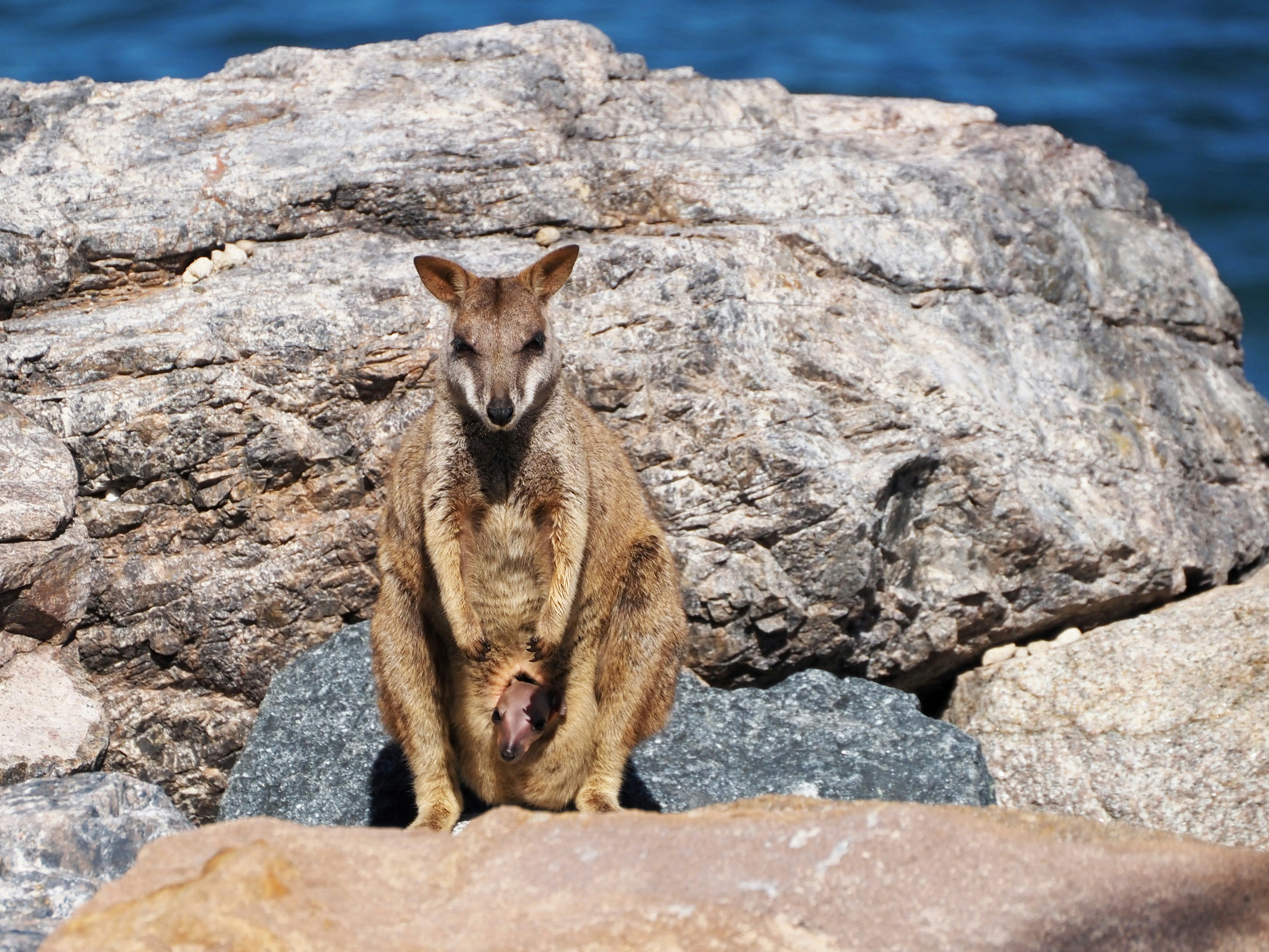 A kangaroo sits atop sunlit rocks with the sea in the background, highlighting a calm moment in a rugged coastal setting.