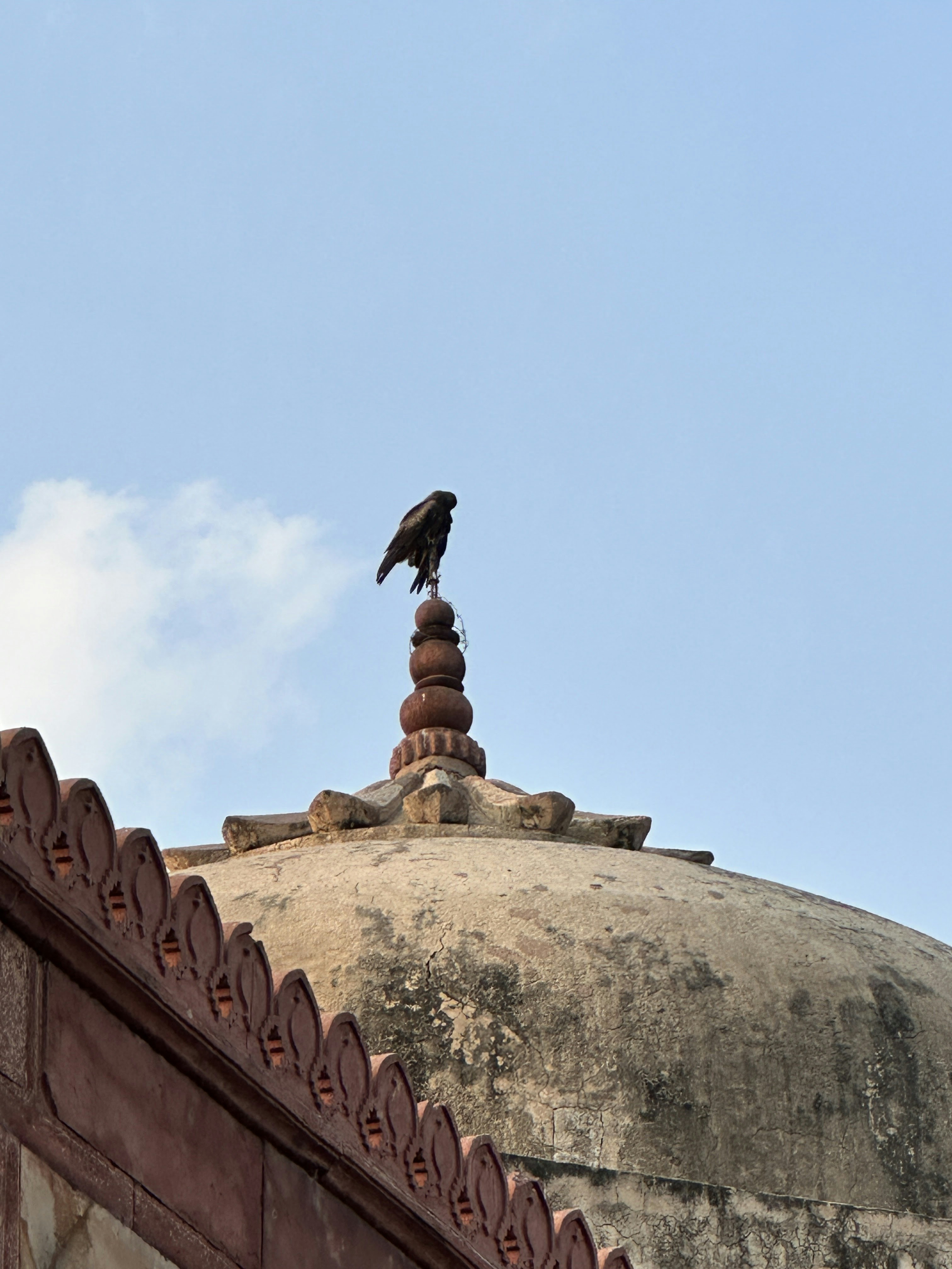 Rook on the Dome: a lone bird atop an ornate finial against a cerulean sky