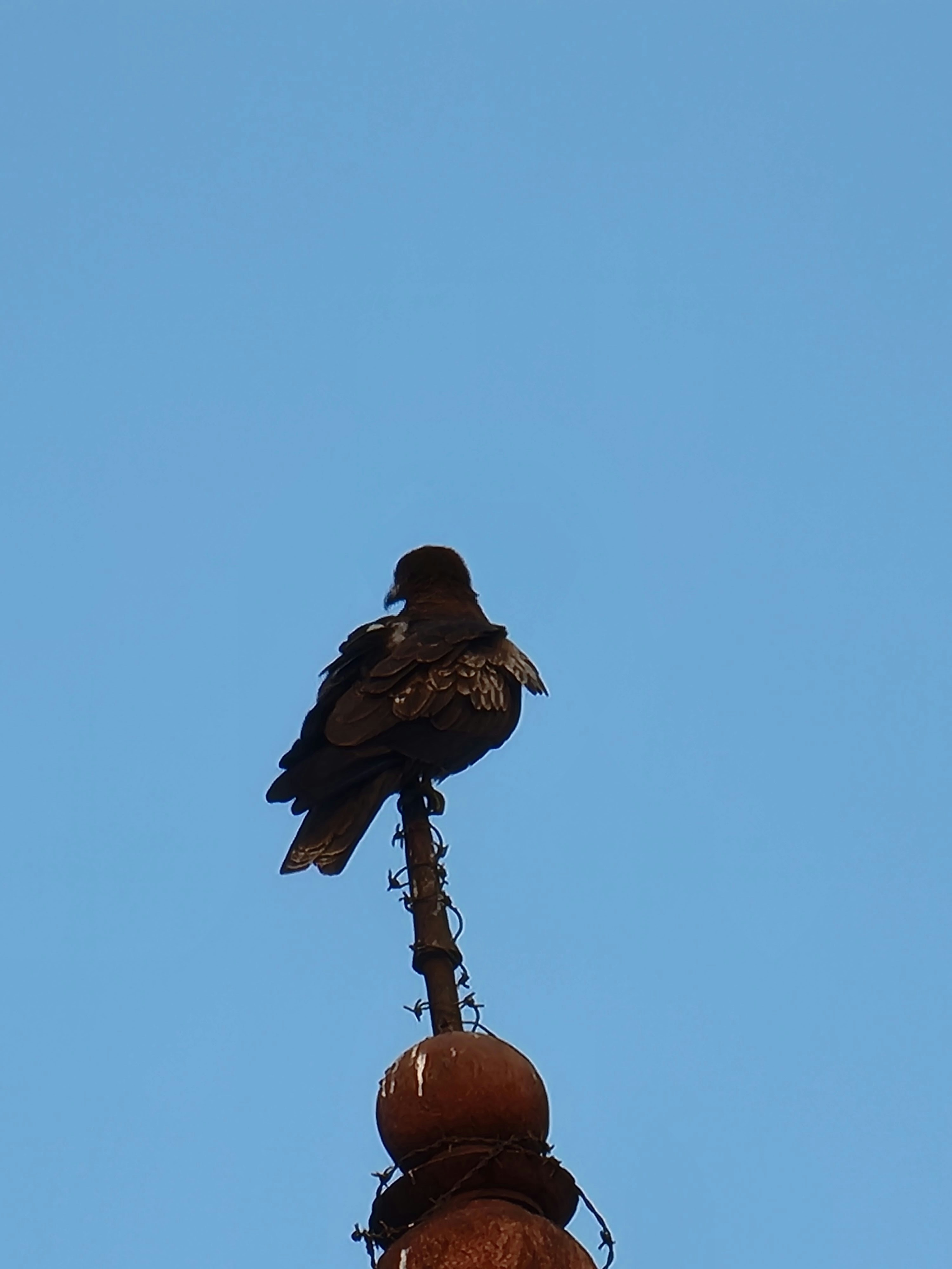High-Perch Sentinel: A Bird of Prey Claimed by the Sky