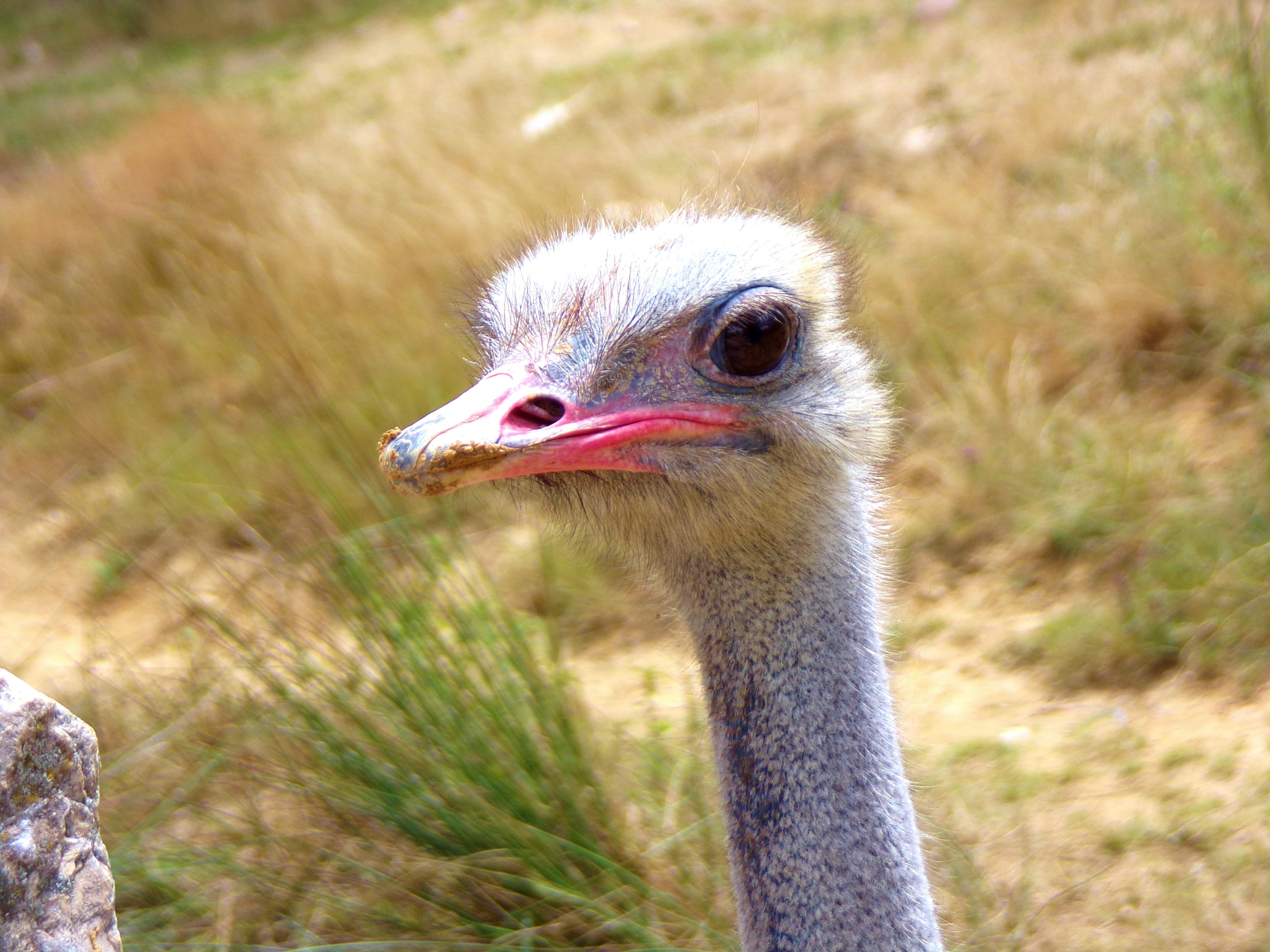Close-Up of an Ostrich Chick's Curious Gaze