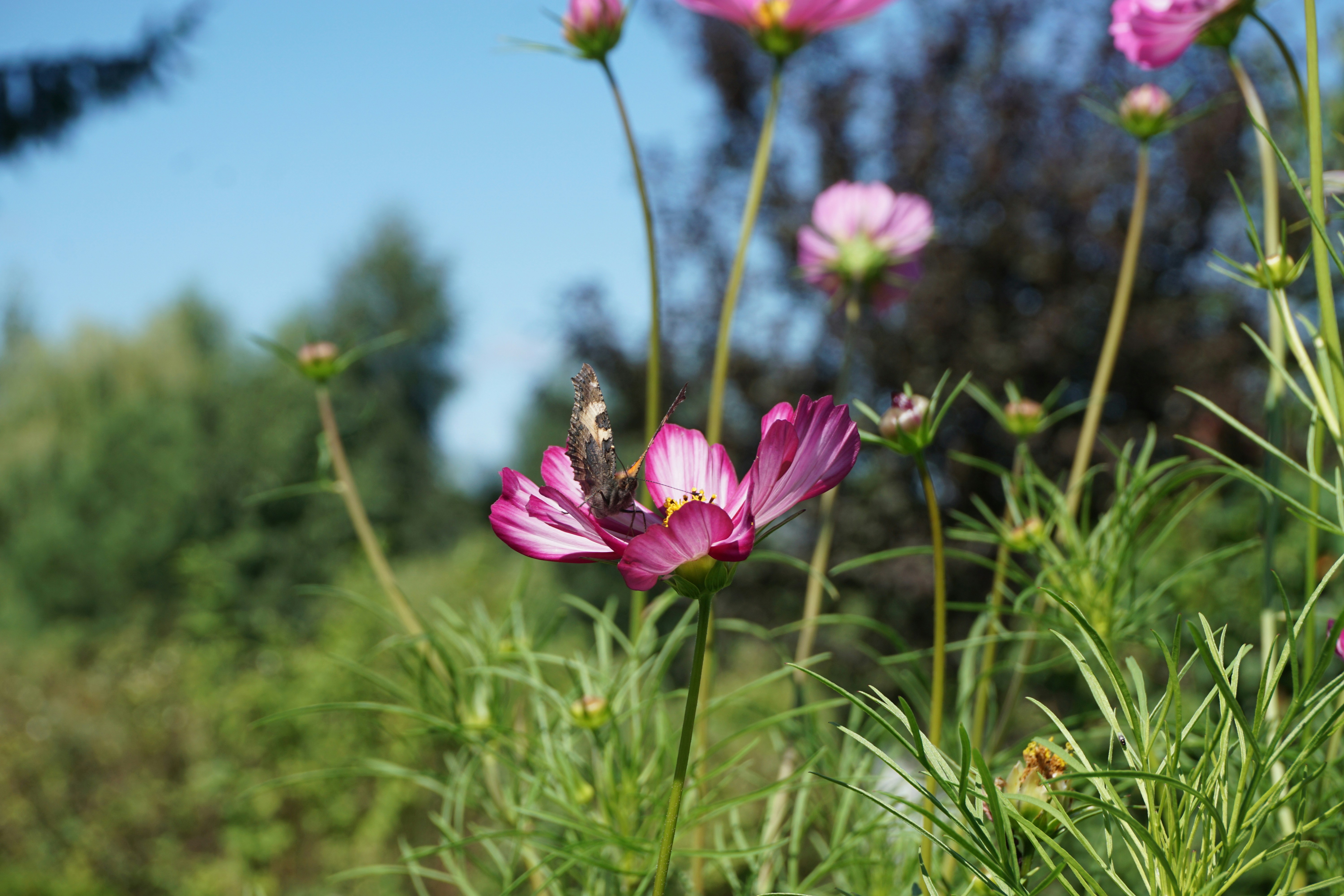 Pink Cosmos in a Sunlit Garden