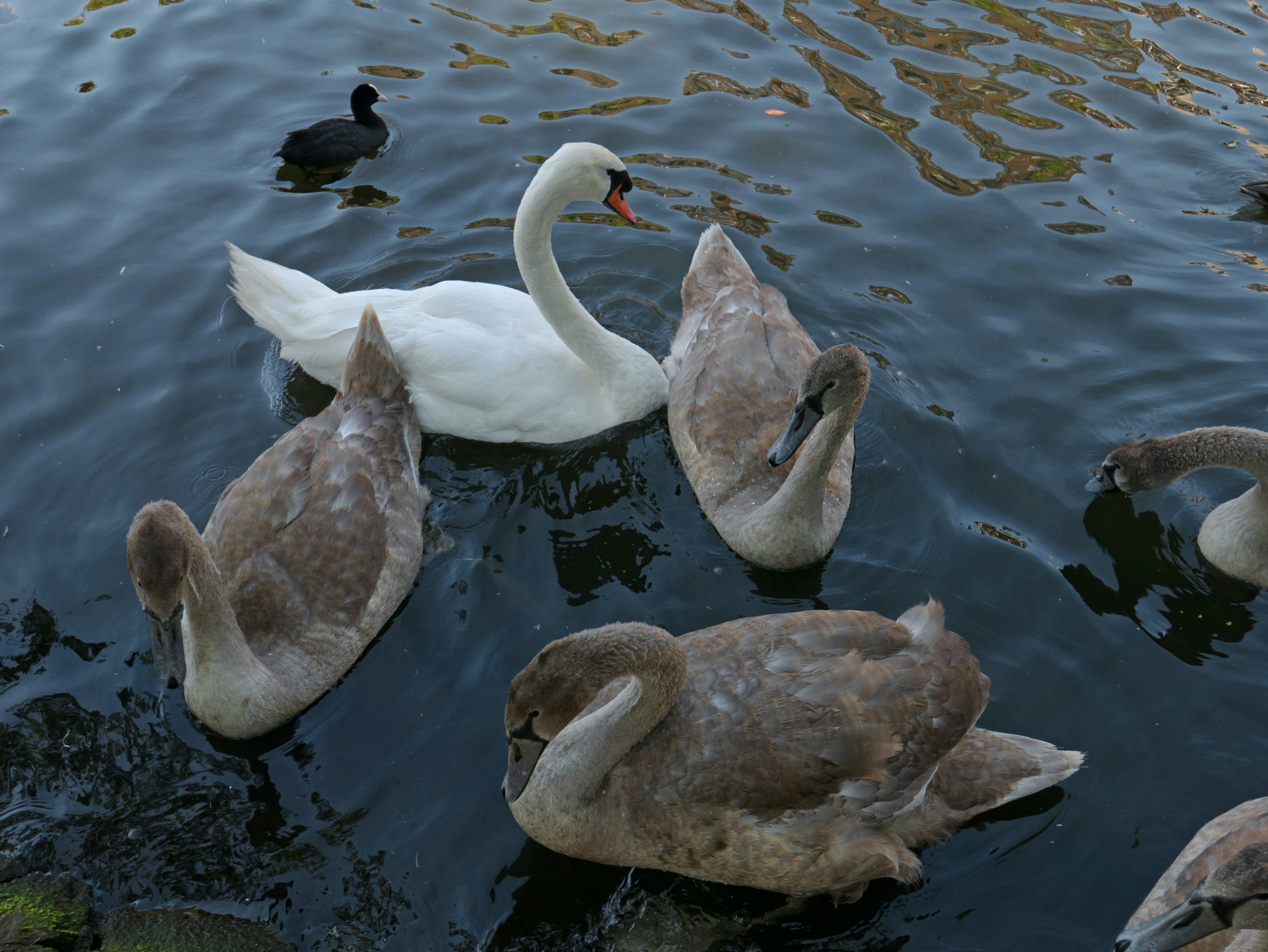 Swan Family Meeting: White Beauty Among Brown Cygnets
