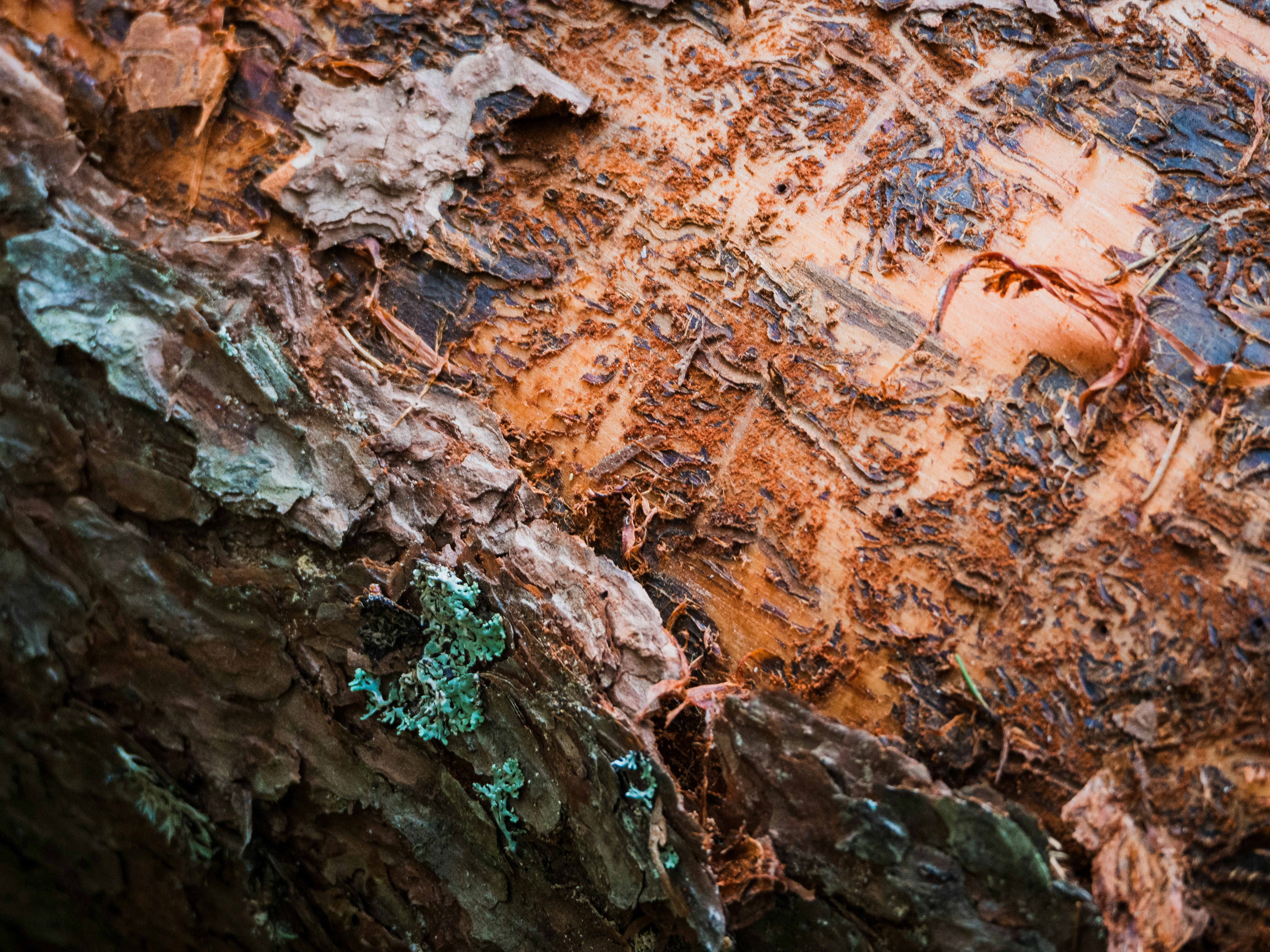 Weathered Cliff Tones: A Close-up of Rust and Moss Textures