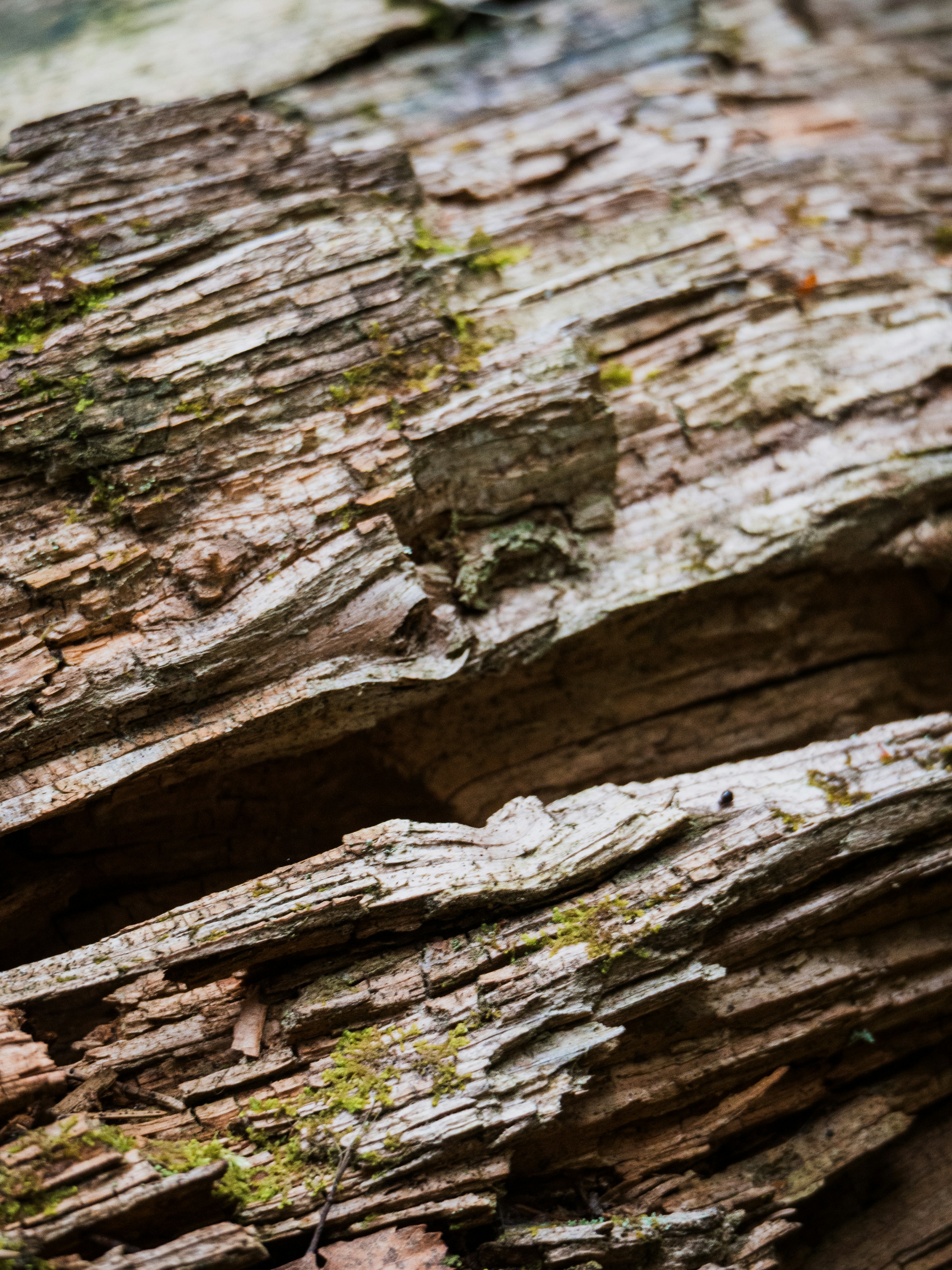 Weathered Layers: Moss-Clad Bark Close-Up