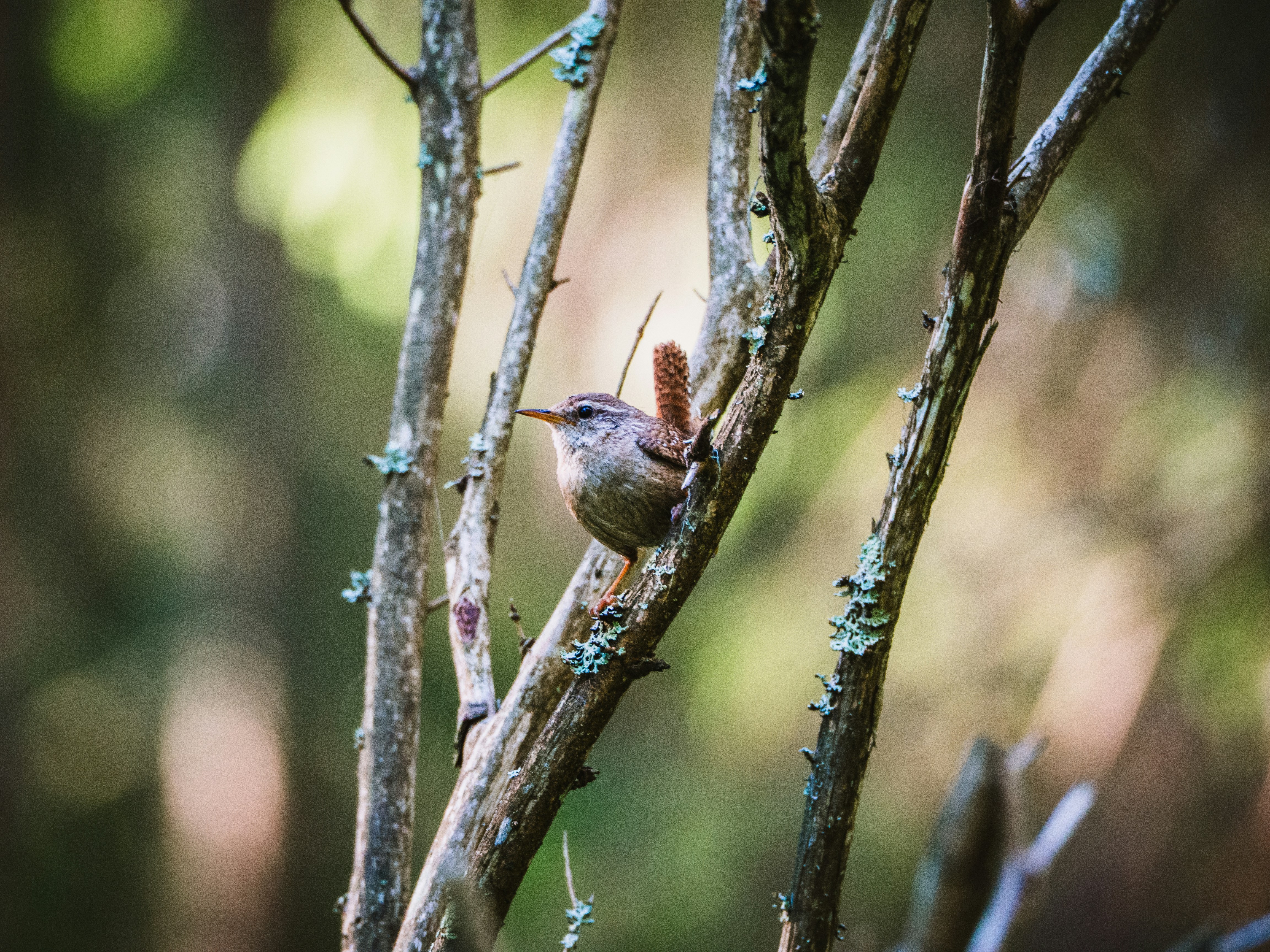 A Tiny Climber Amid Mossy Branches